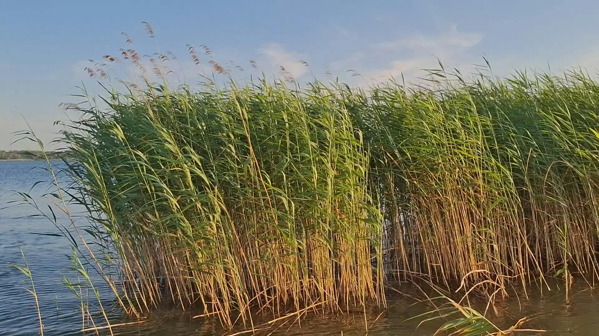 Serene Lakeside Reed Landscape at Sunset Free Stock Video Footage ...