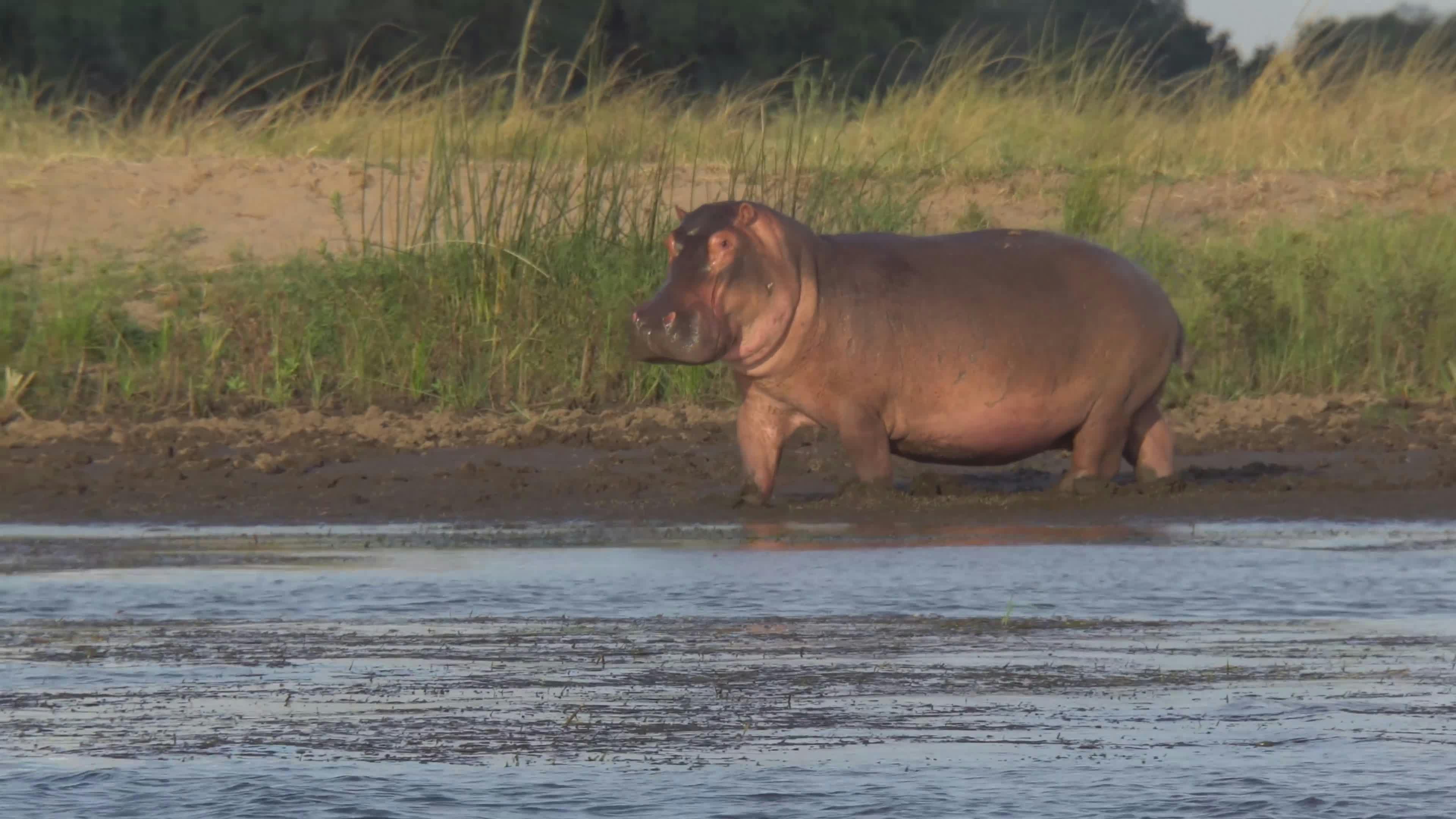 4k Anime Video Videos, Download The BEST Free 4k Stock Video Footage ...