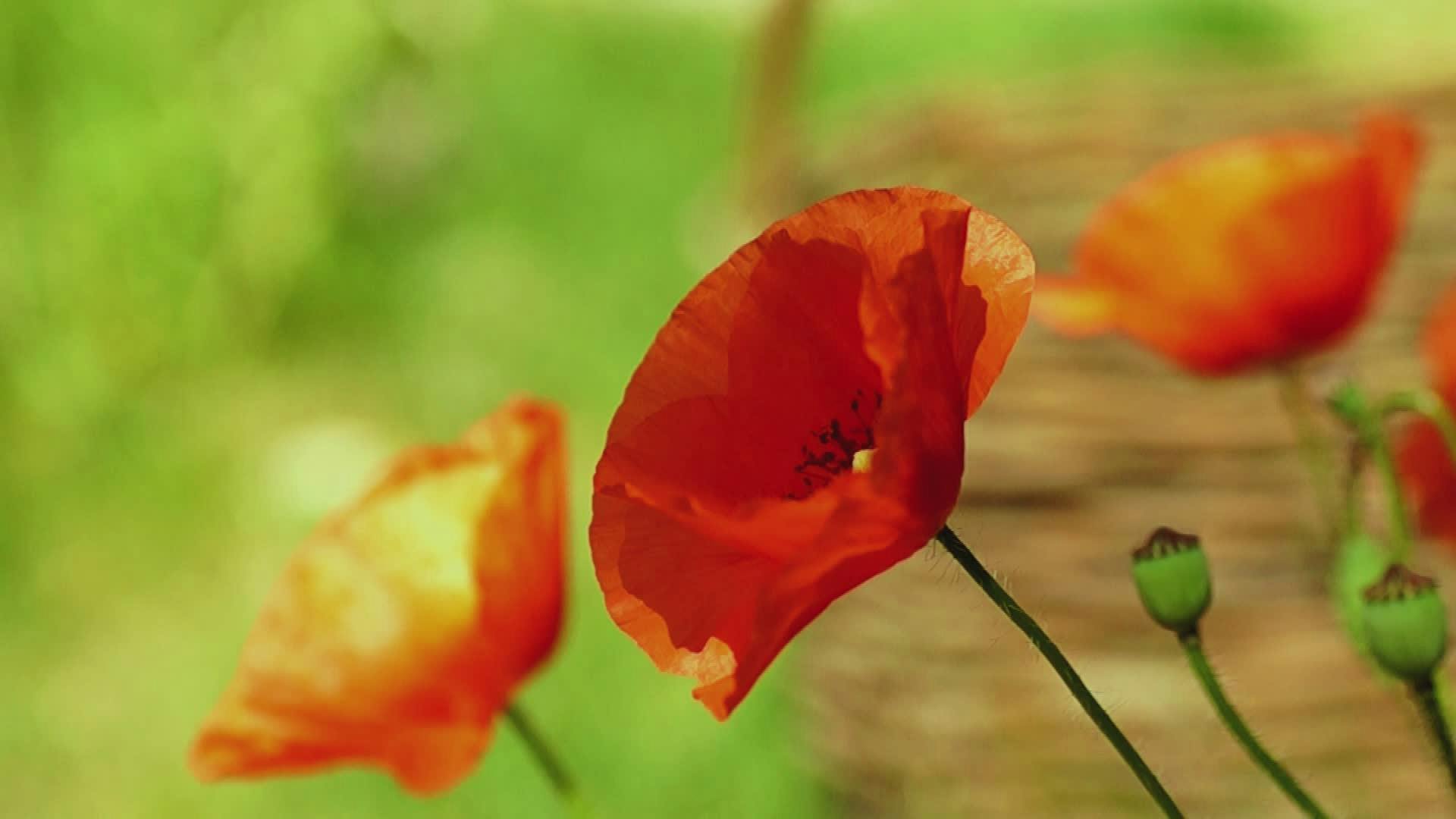 Complete Flowers Videos, Download The BEST Free 4k Stock Video Footage ...