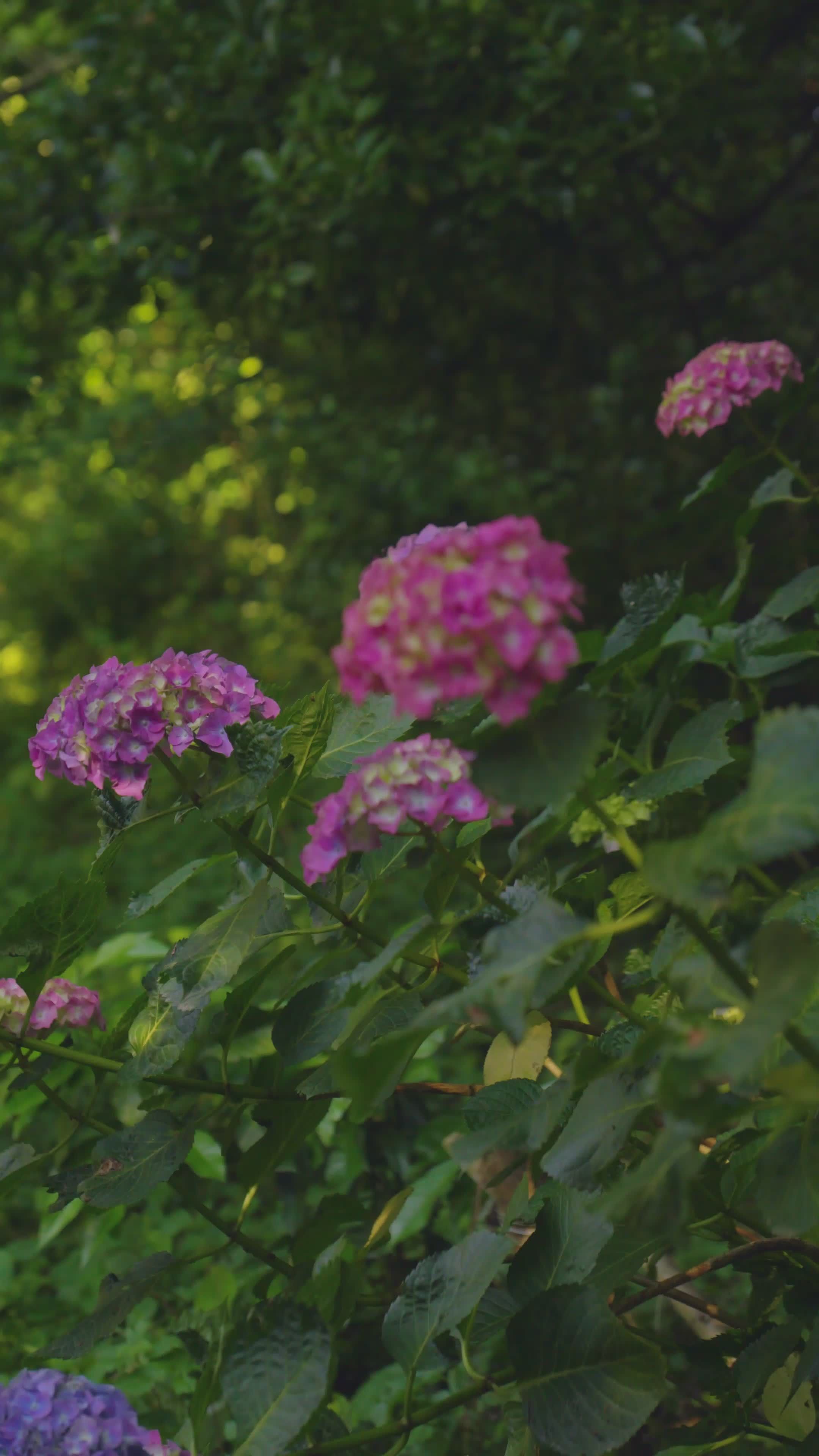 Vibrant Hydrangea Blooms in Lush Garden Setting Free Stock Video ...