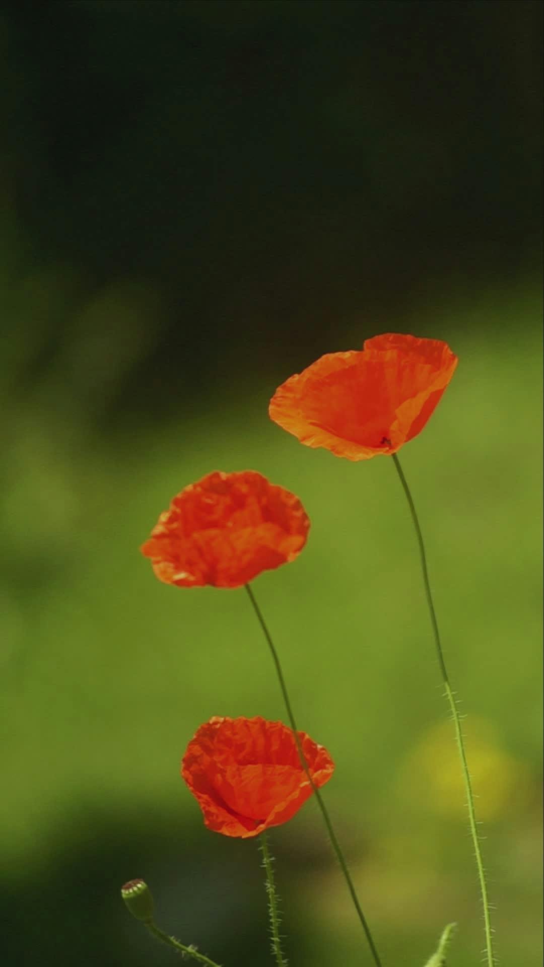 Life Sustaining Videos, Download The BEST Free 4k Stock Video Footage ...