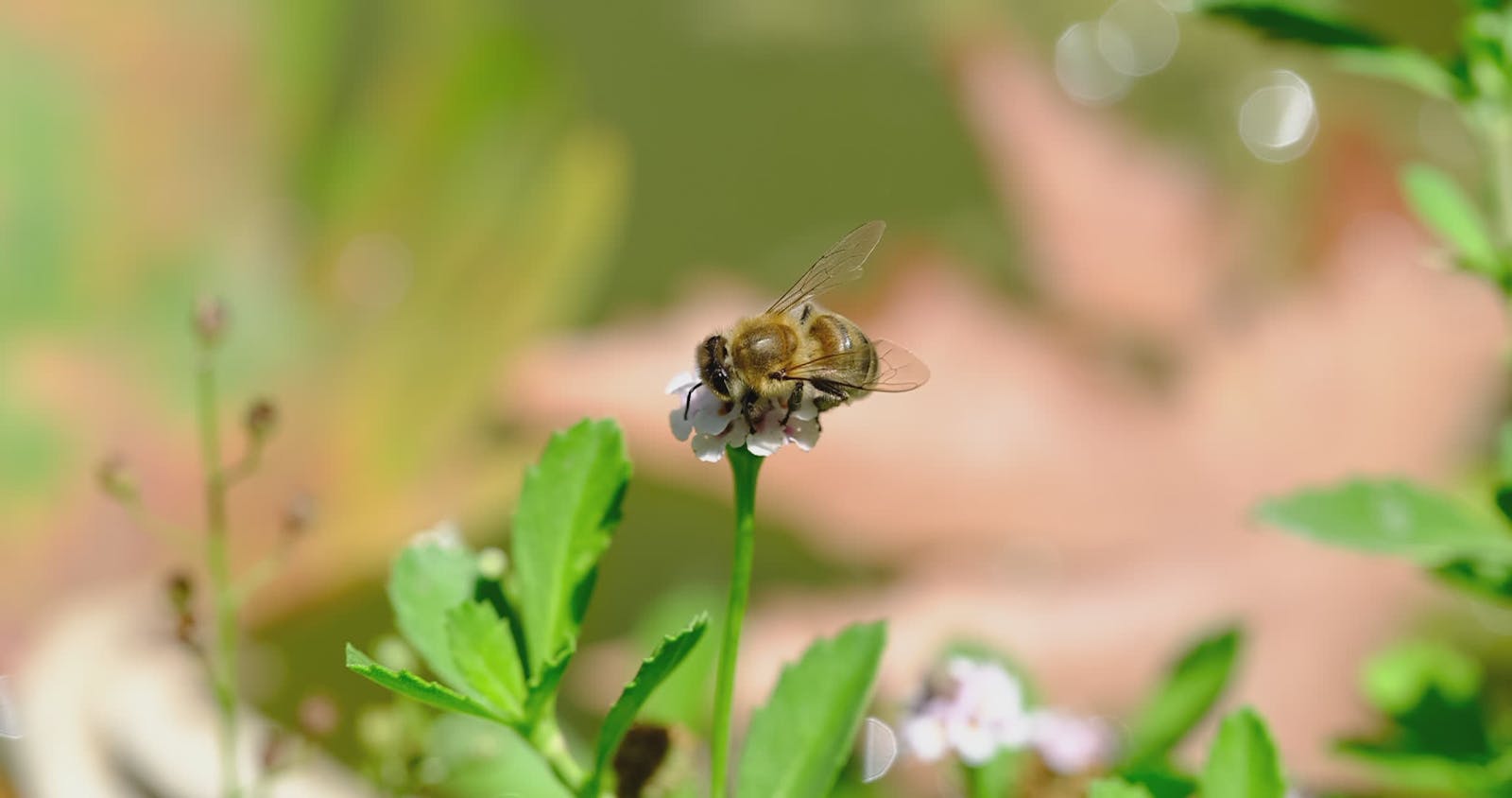 Black+Girl+Pee Videos, Download The BEST Free 4k Stock Video Footage ...