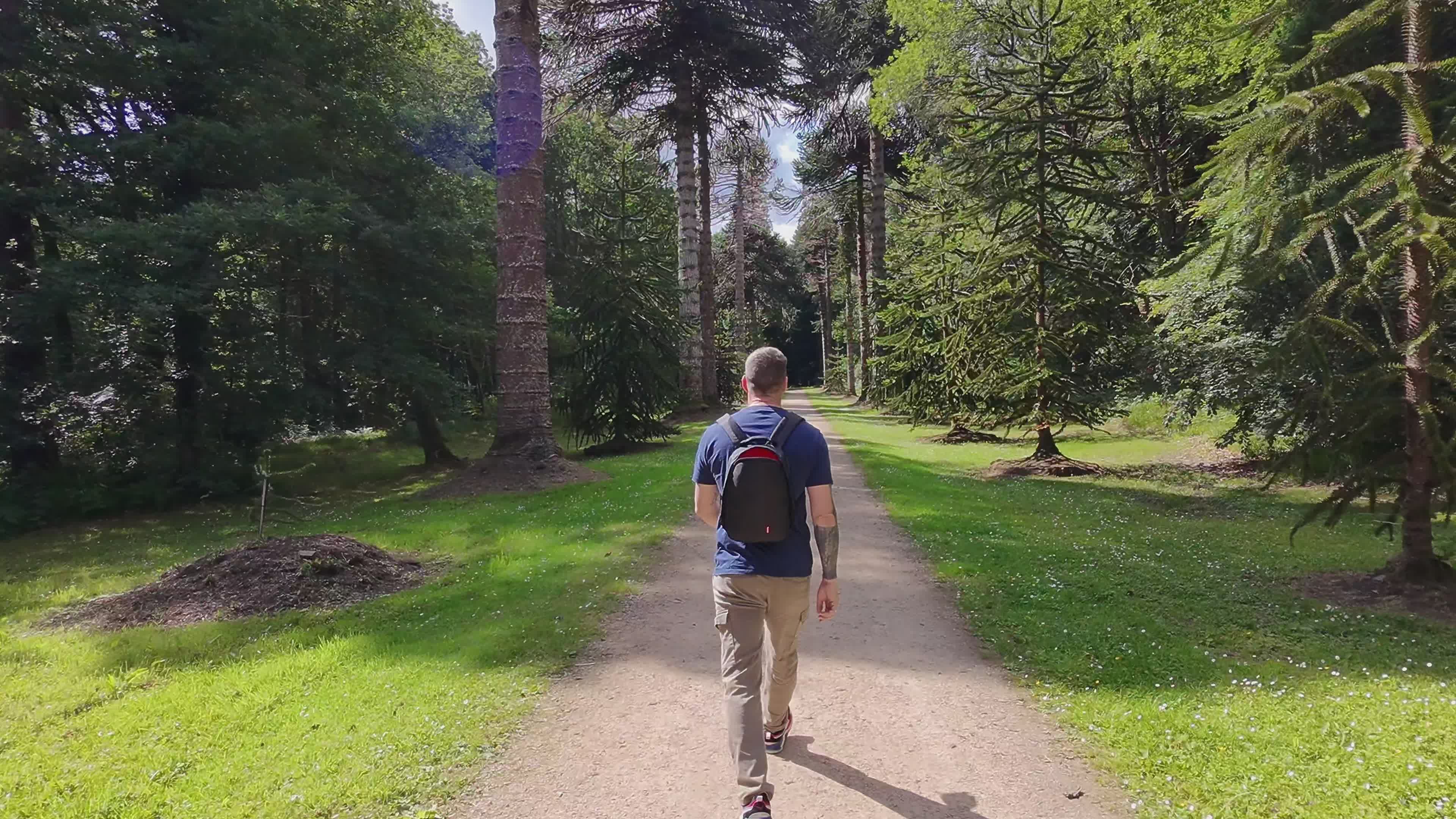 Serene Walk Through a Peaceful Forest Pathway Free Stock Video Footage ...
