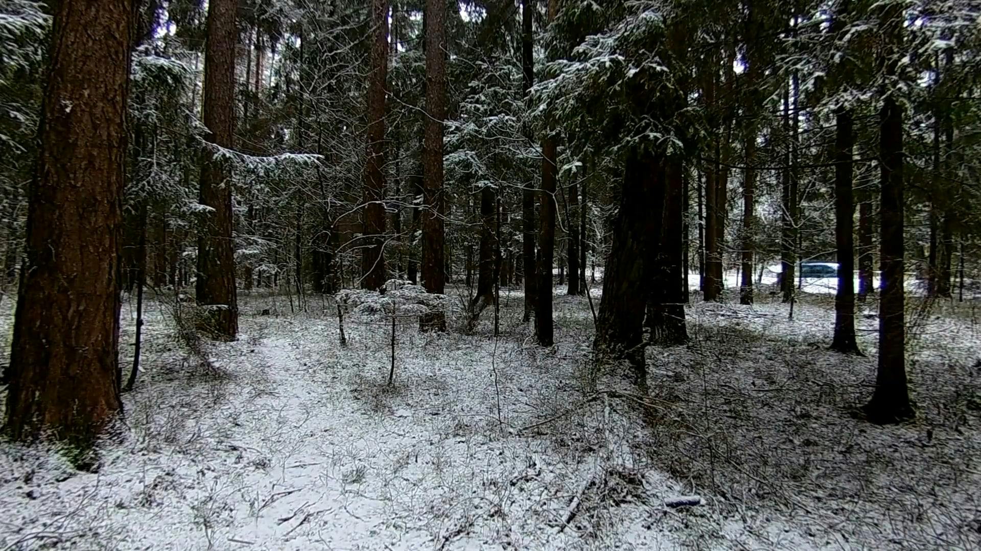 Aerial Shot Of Forest Covered In Snow · Free Stock Video