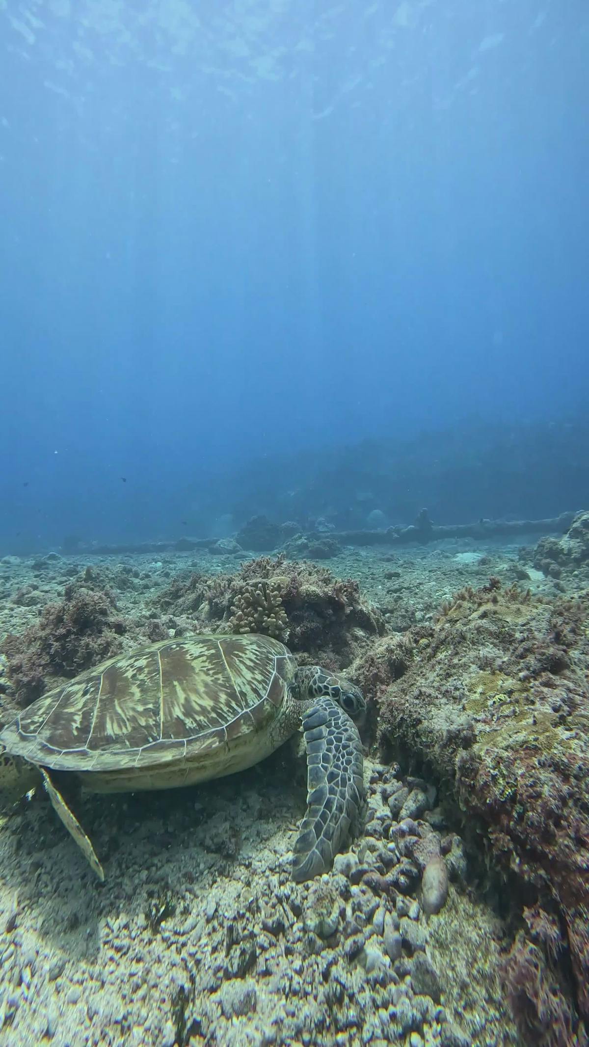 Site:Scrolller.Com+Scrolller+He+Will+Never+Know+About+Us Videos, Download The BEST Free 4k Stock ...