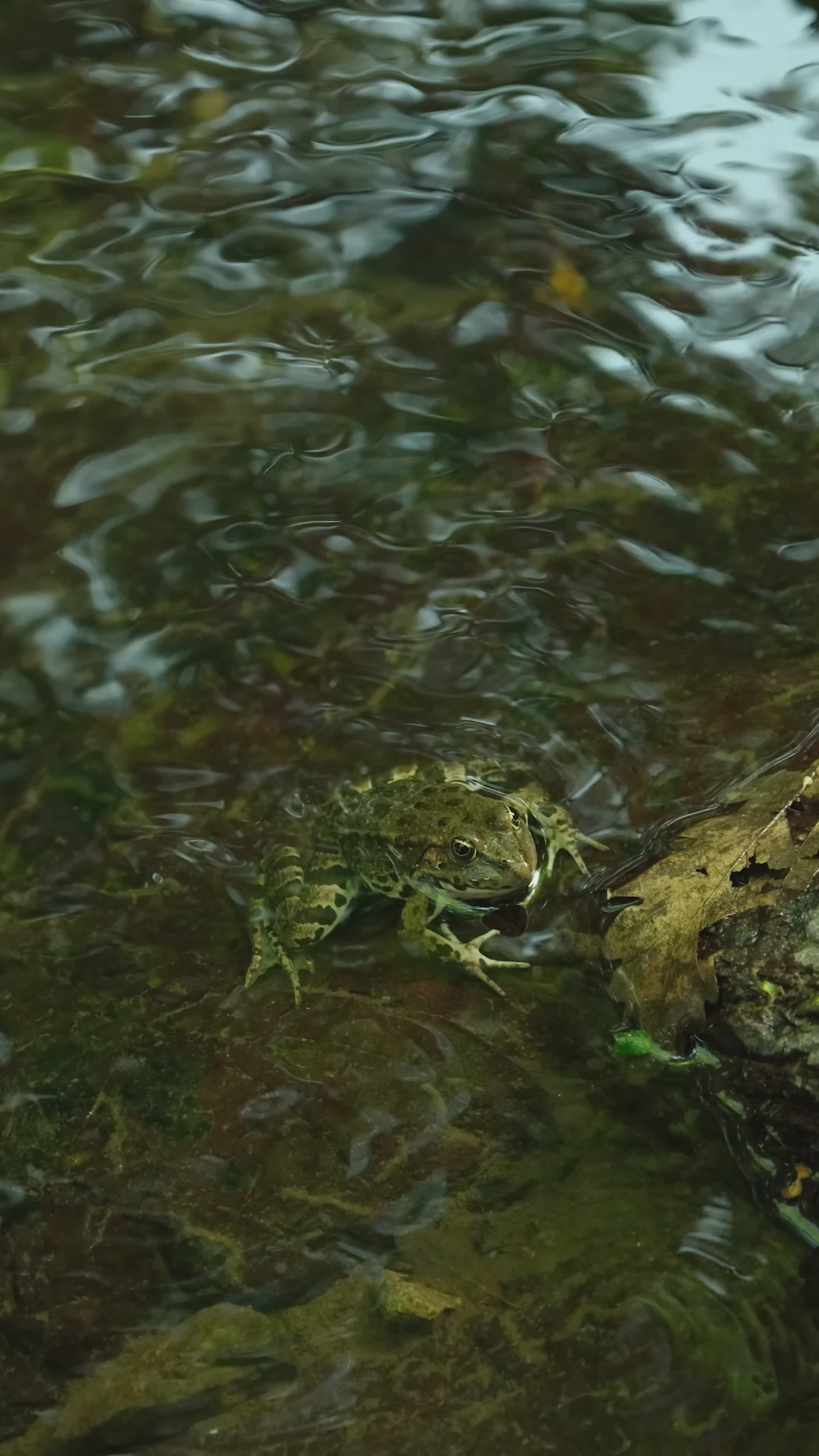 Serene Green Frog Resting in Clear Water Stream Free Stock Video ...