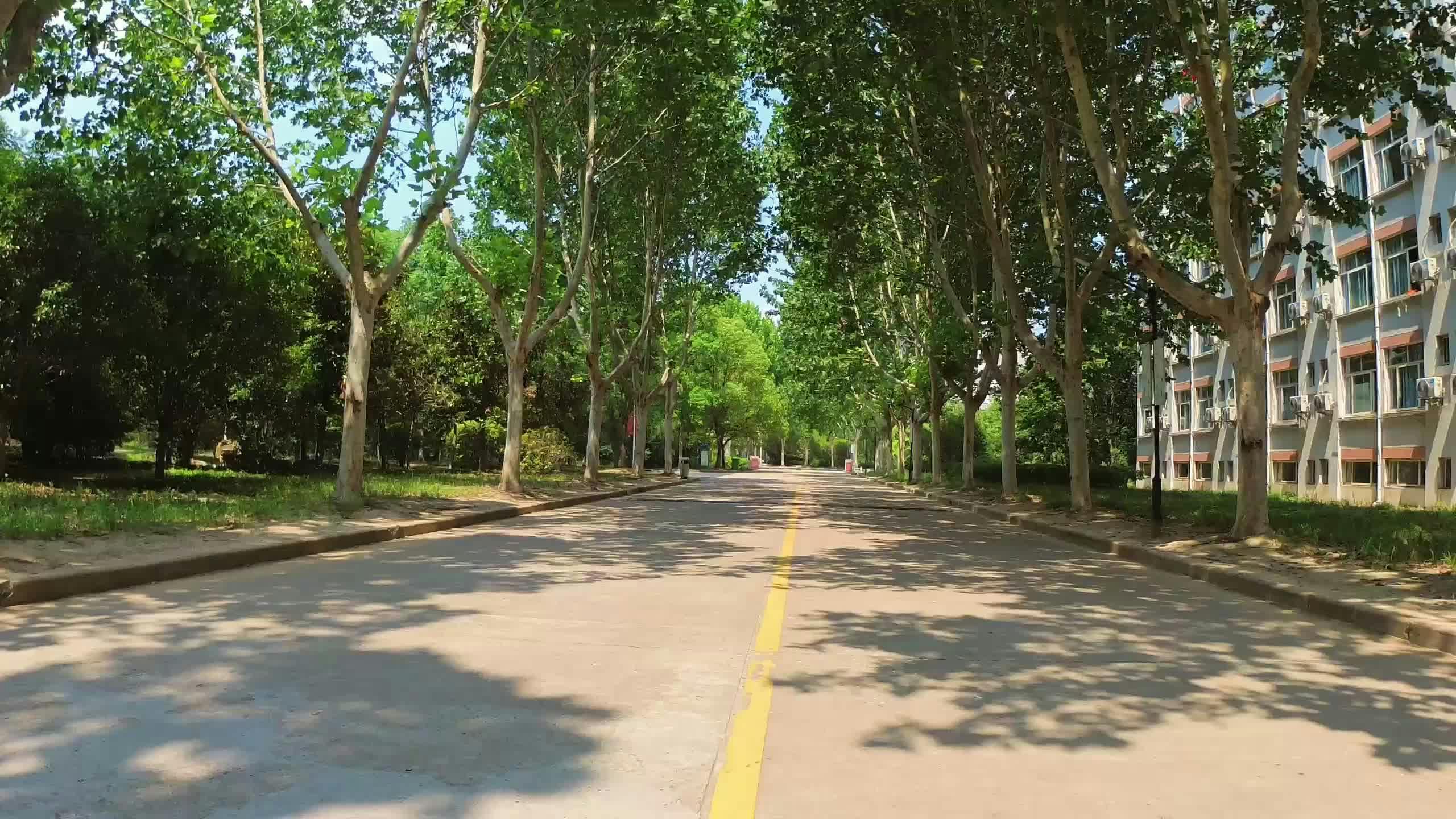 Scenic Tree-lined Urban Street in Summer Free Stock Video Footage ...