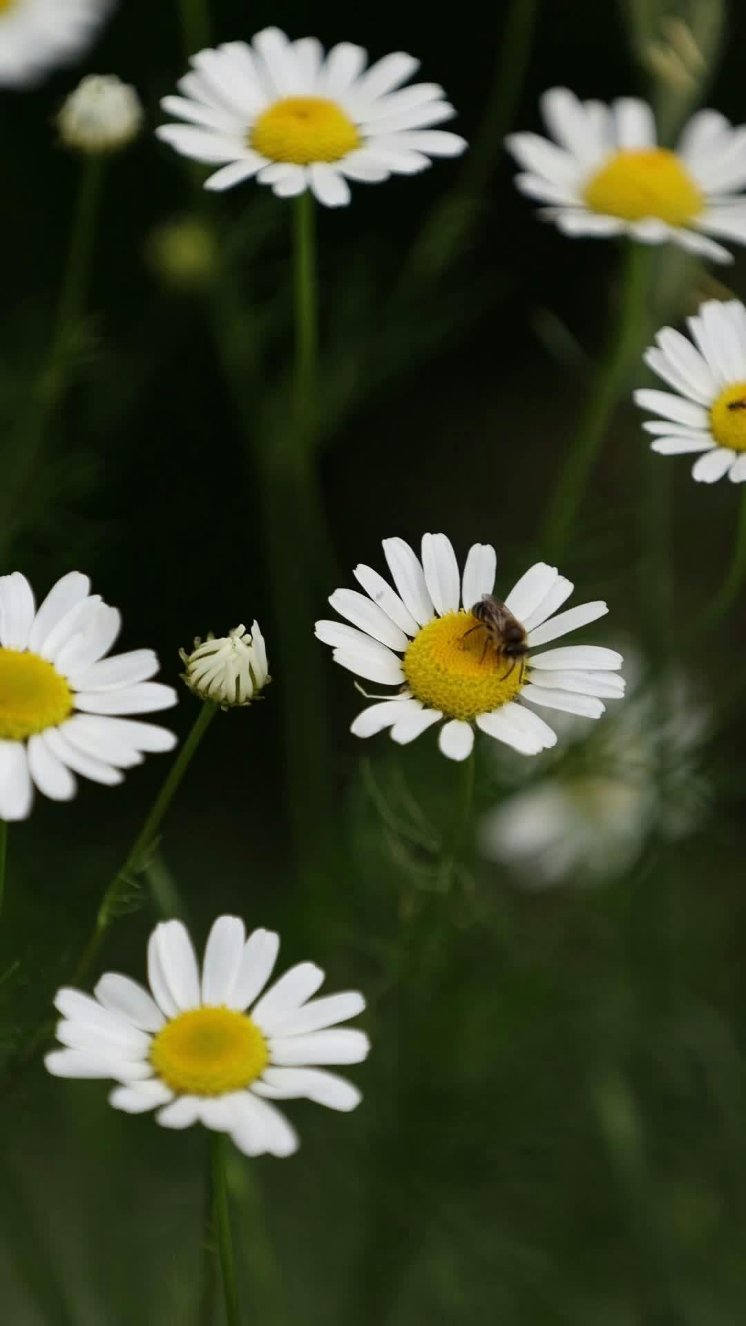 Bee Pollinating Daisies in Summer Garden Free Stock Video Footage ...