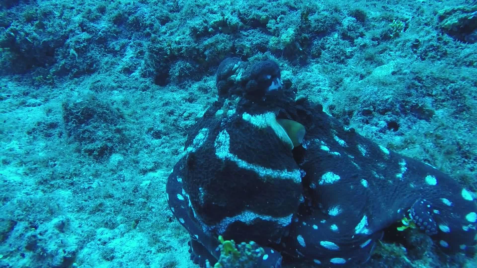 Ocean & Octopus Videos, Download The BEST Free 4k Stock Video Footage ...