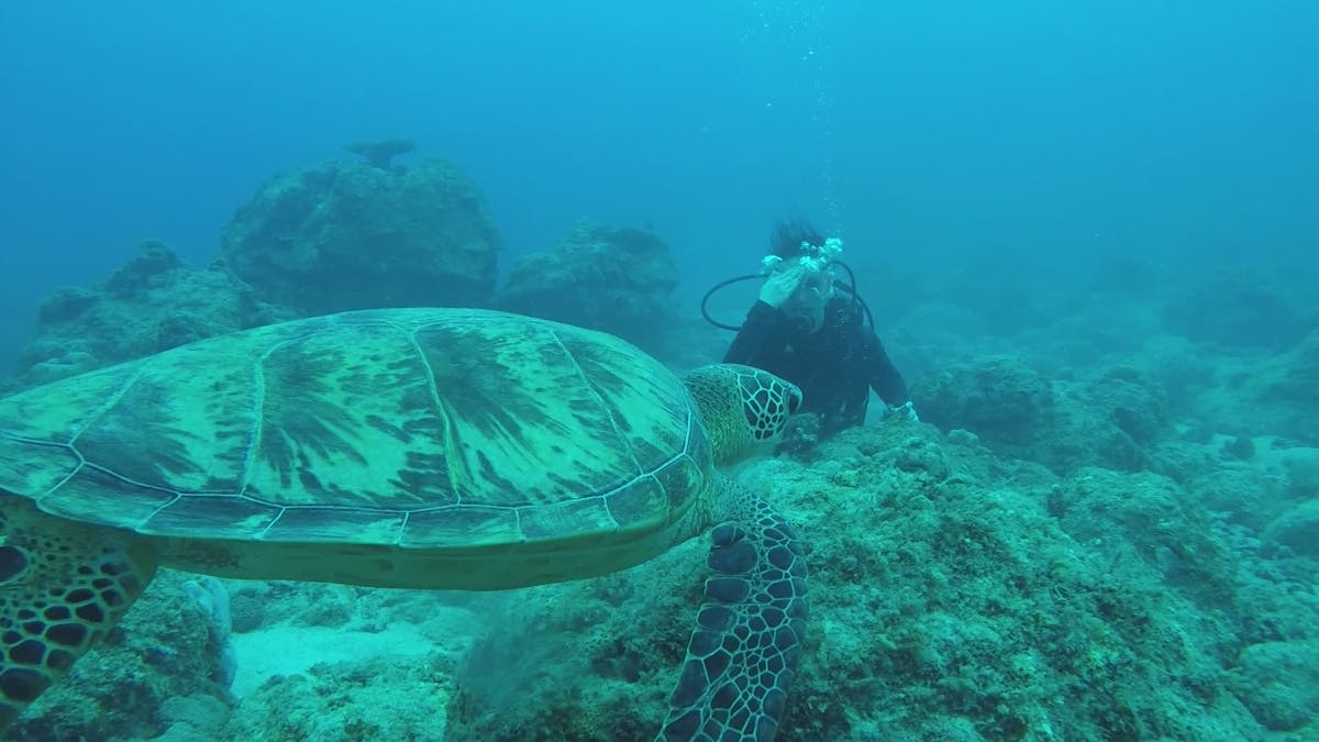 Sea Turtle Videos, Download The BEST Free 4k Stock Video Footage & Sea ...