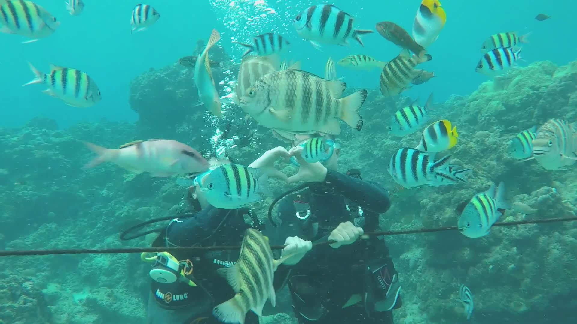 Scuba Divers Surrounded by Vibrant Tropical Fish Free Stock Video ...