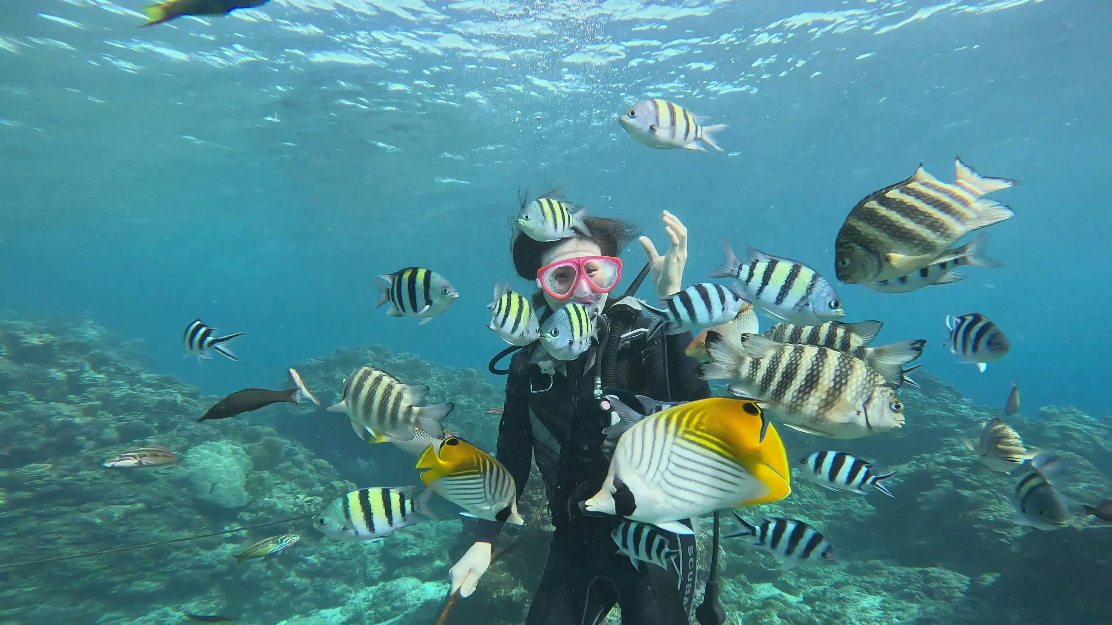 Vibrant Underwater Diving with Tropical Fish Free Stock Video Footage ...