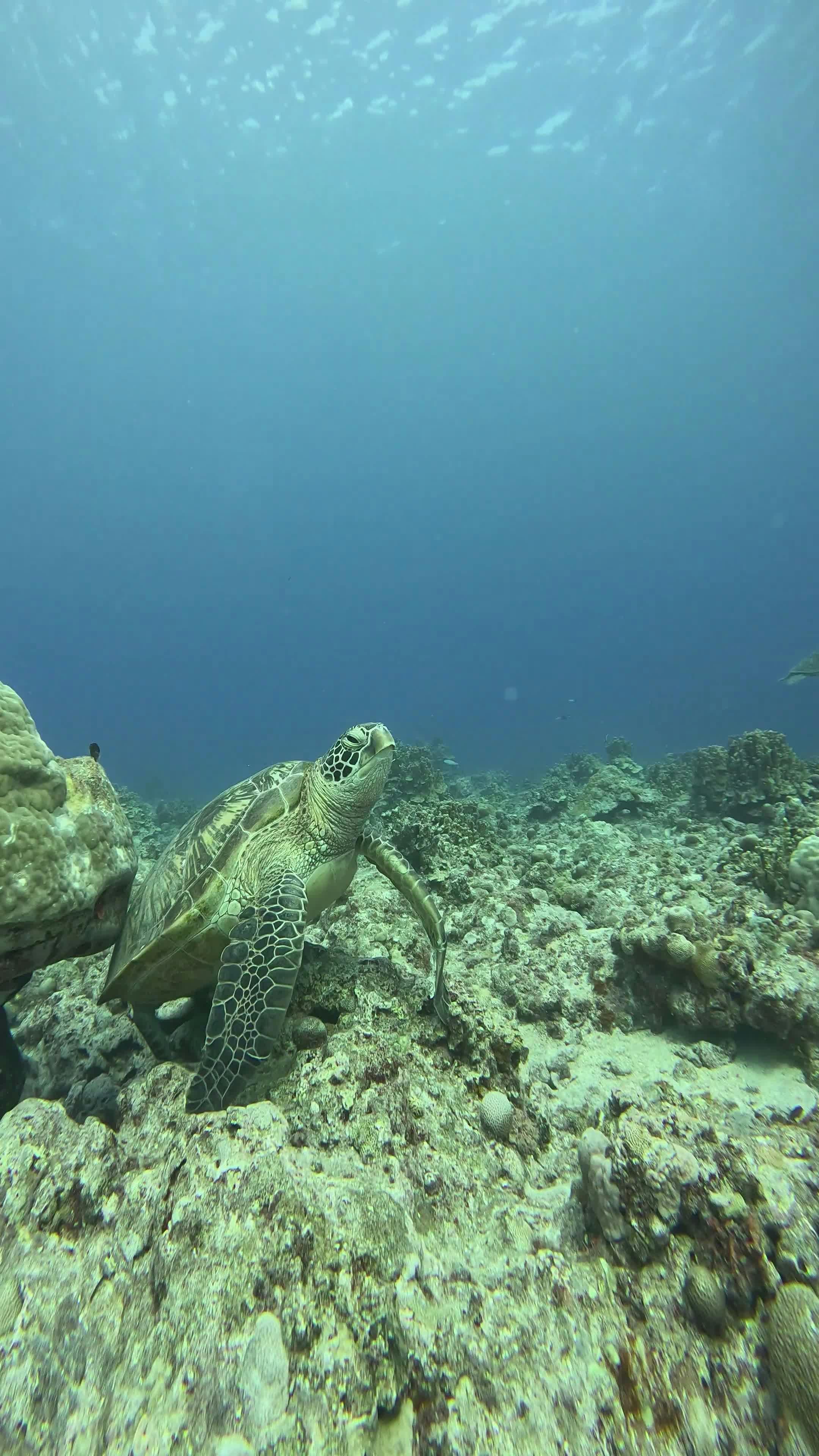 Majestic Sea Turtle in Coral Reef Underwater Free Stock Video Footage ...