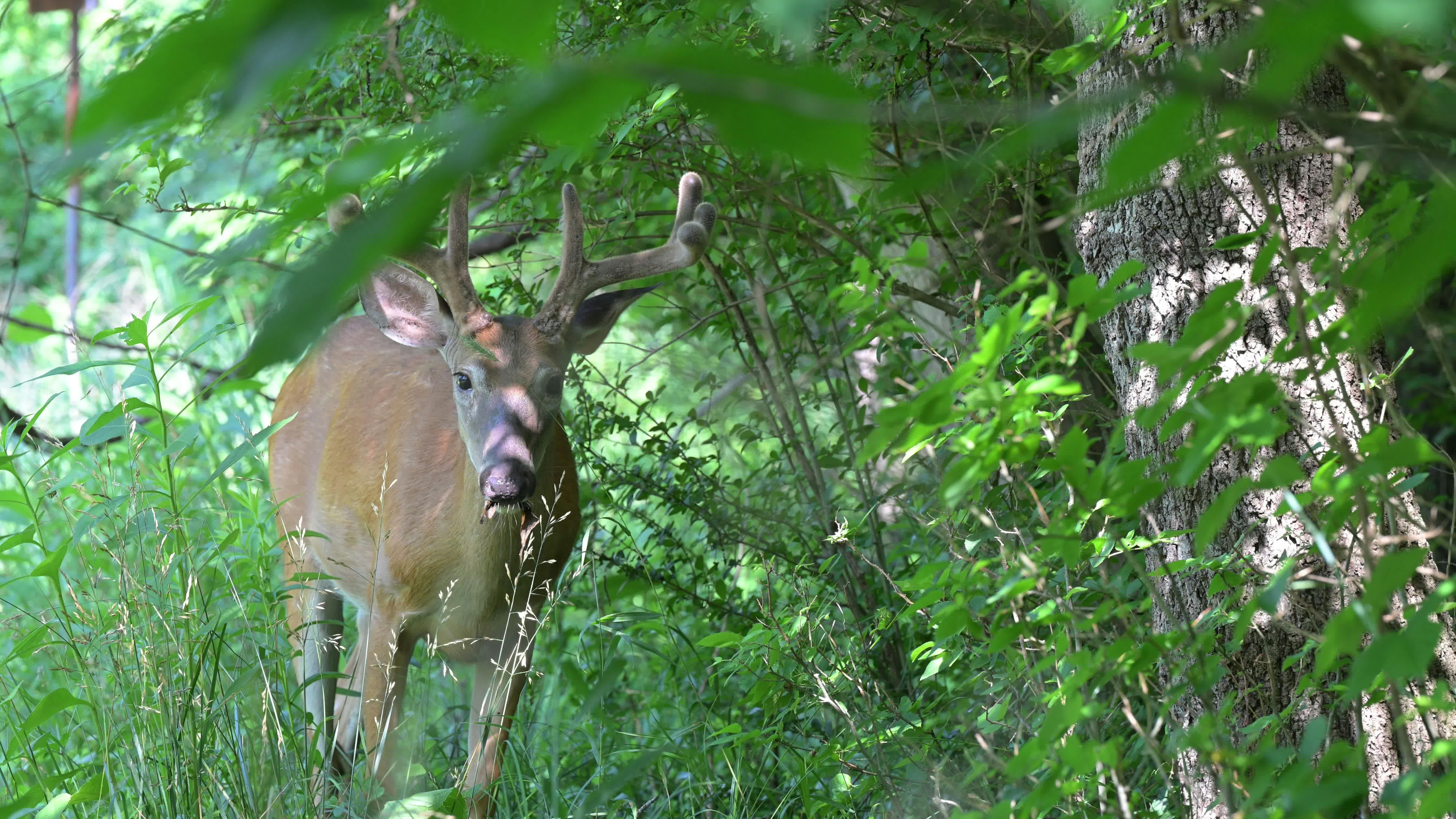 Forest With Animal Videos, Download The BEST Free 4k Stock Video ...