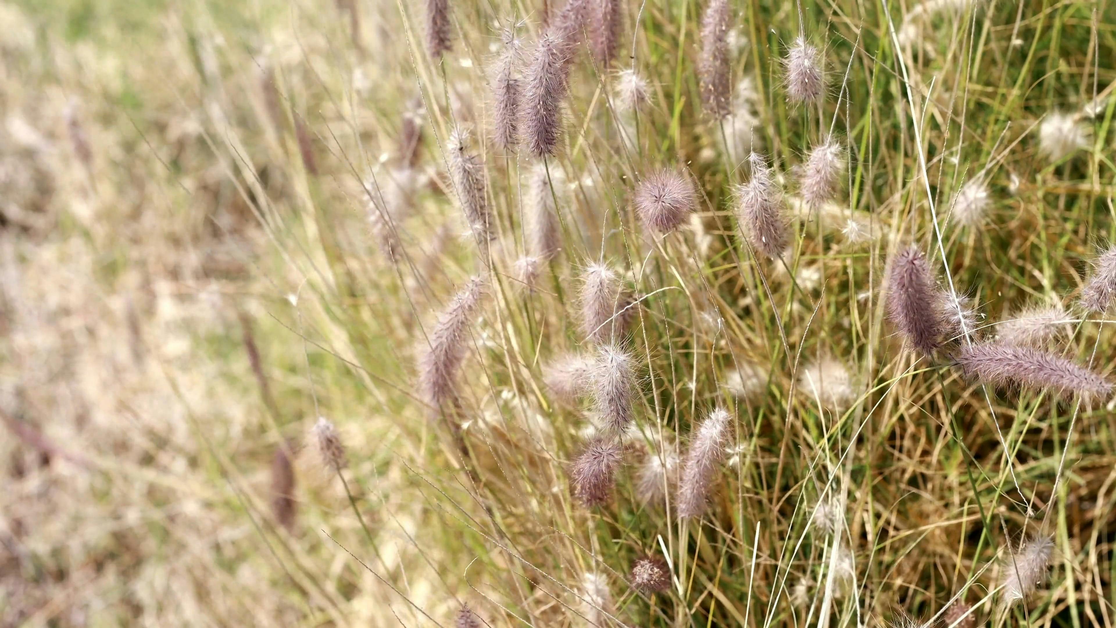 Wild Grass Flowers Growing In The Wild · Free Stock Video