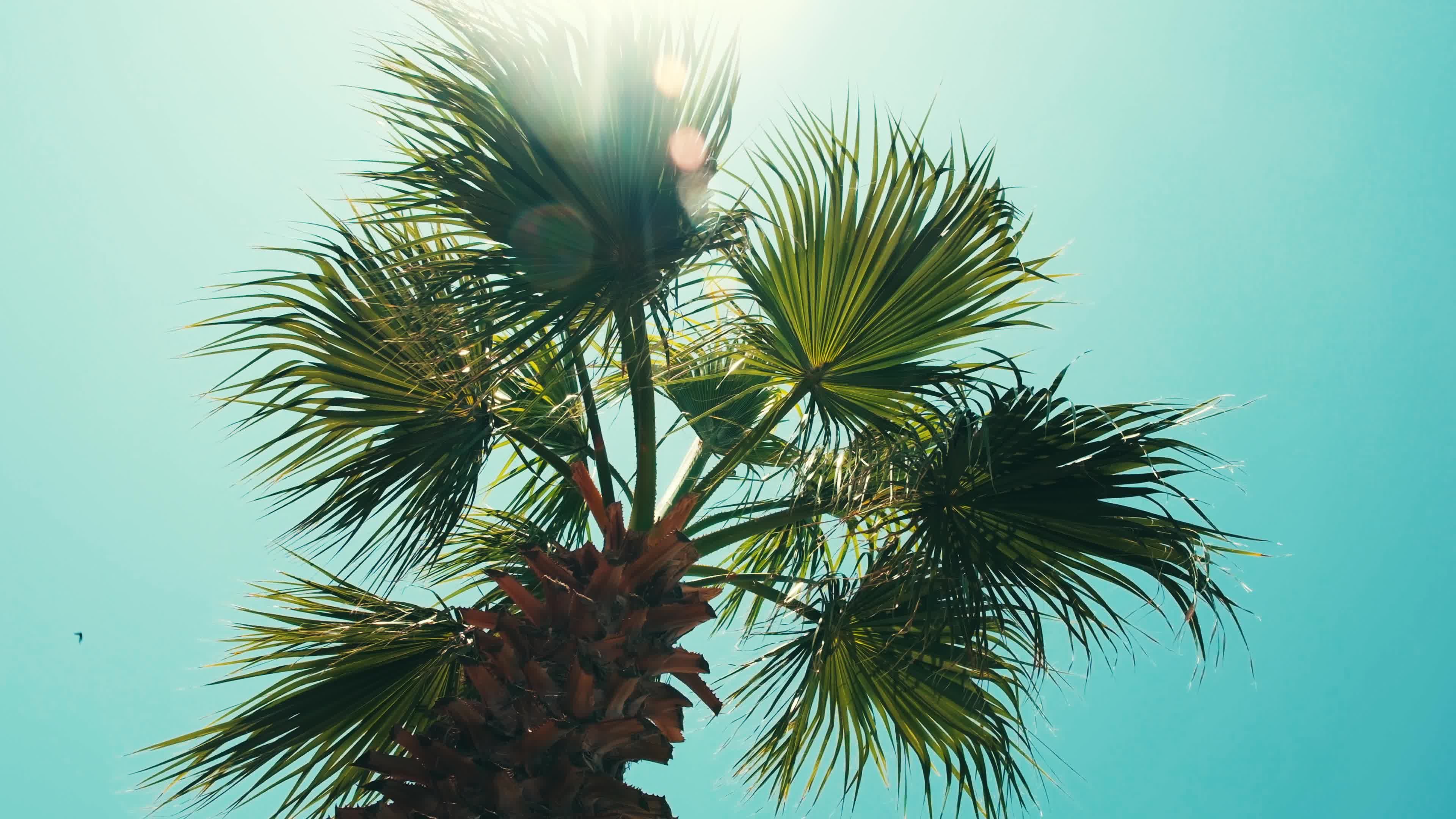 Sunny Palm Tree Swaying in Breezy Summer Sky Free Stock Video Footage ...