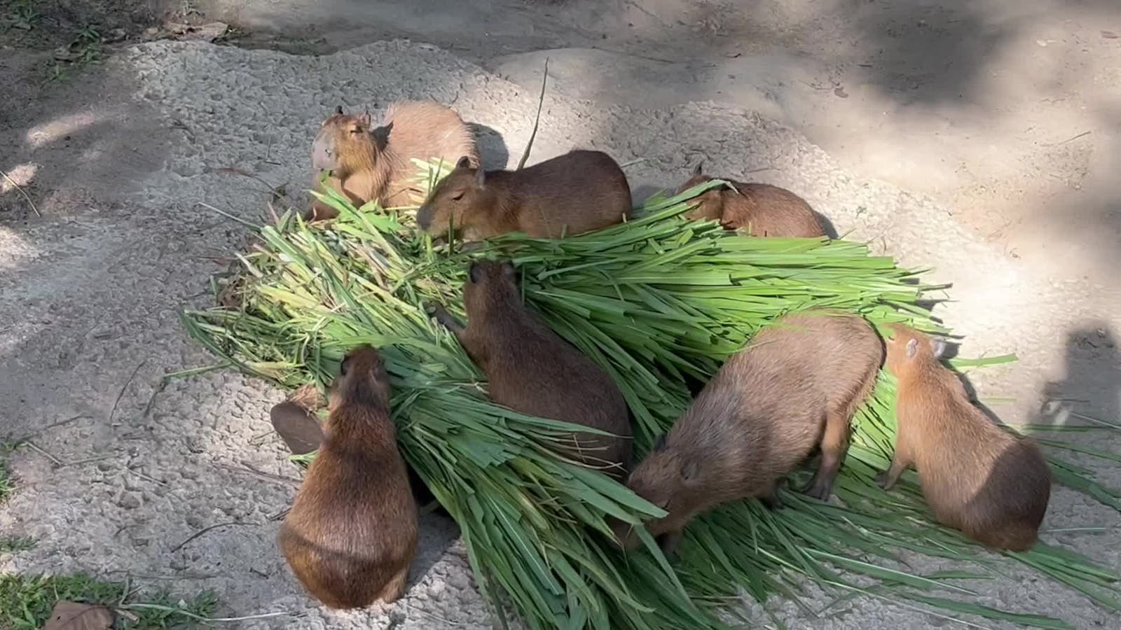 Cute+Boys+And+Girls+Chatango Videos, Download The BEST Free 4k Stock ...