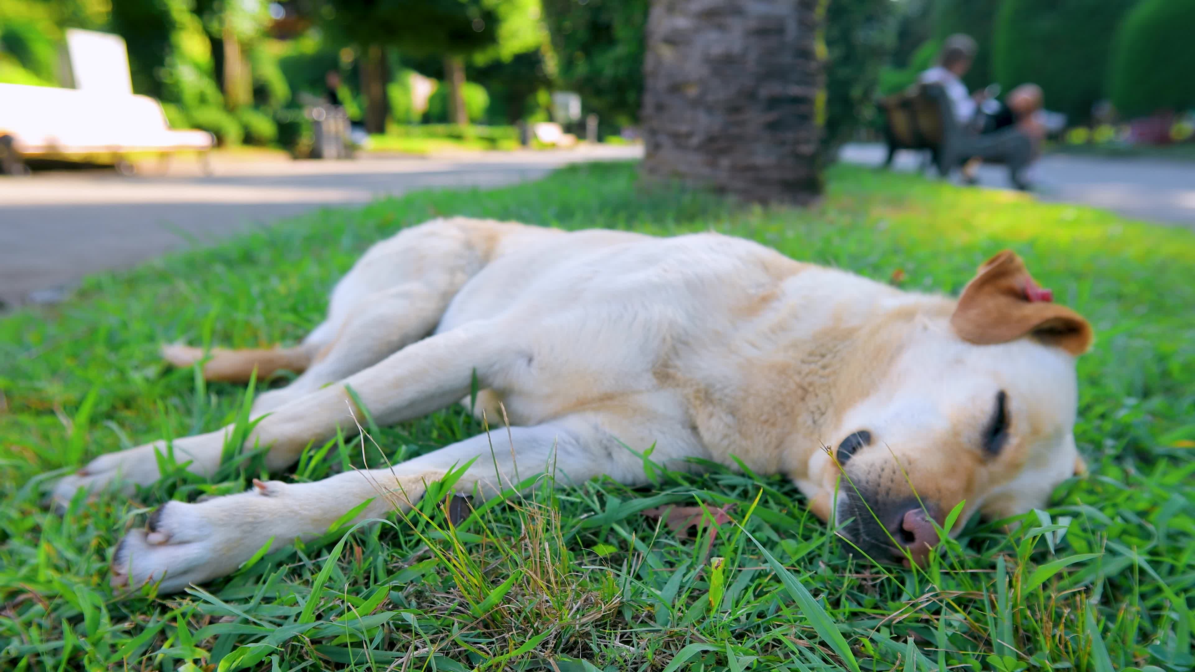 Relaxed Dog Lounging on Park Grass Free Stock Video Footage, Royalty ...