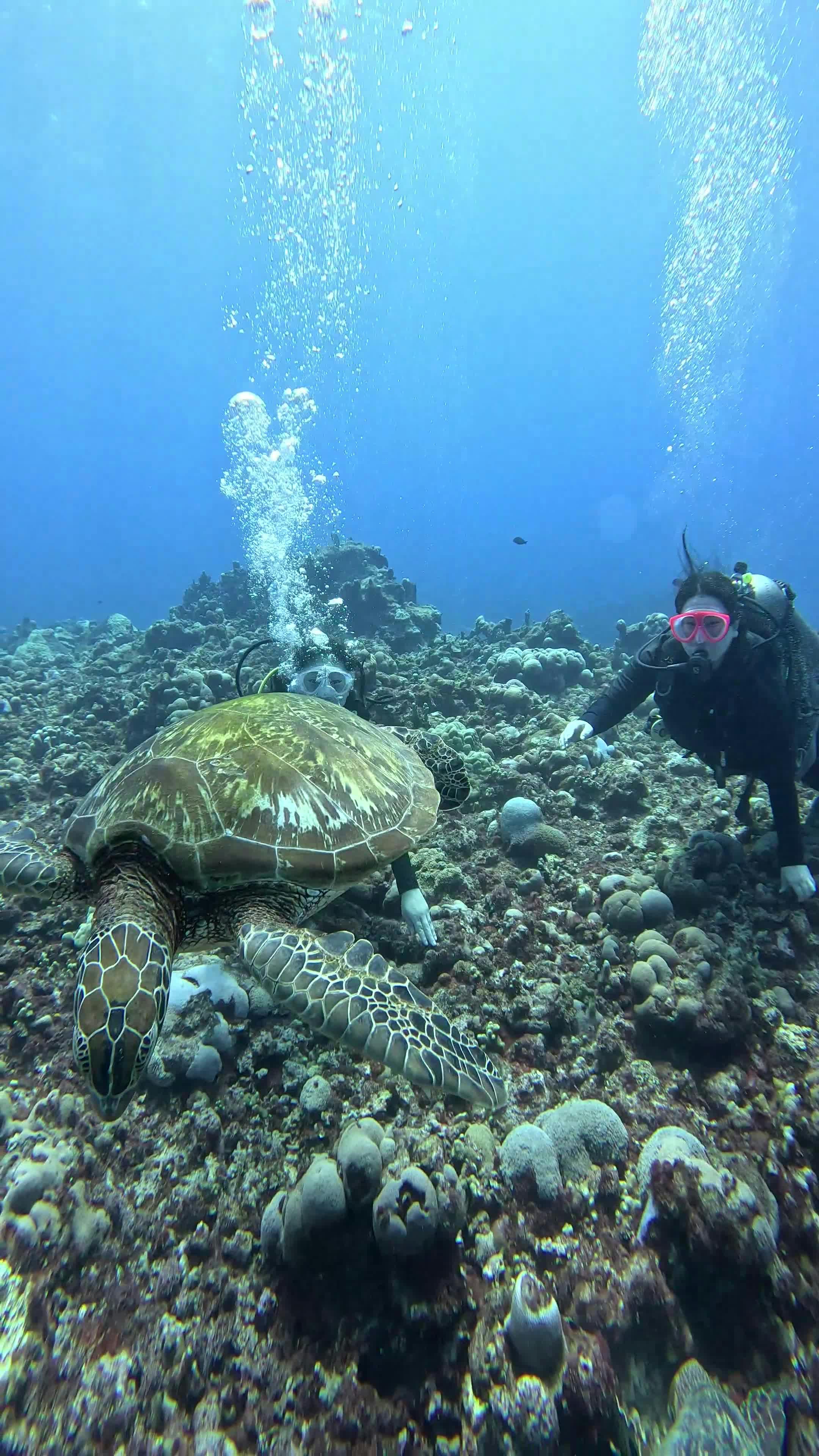 Scuba Divers Explore Coral Reef with Sea Turtle Free Stock Video ...