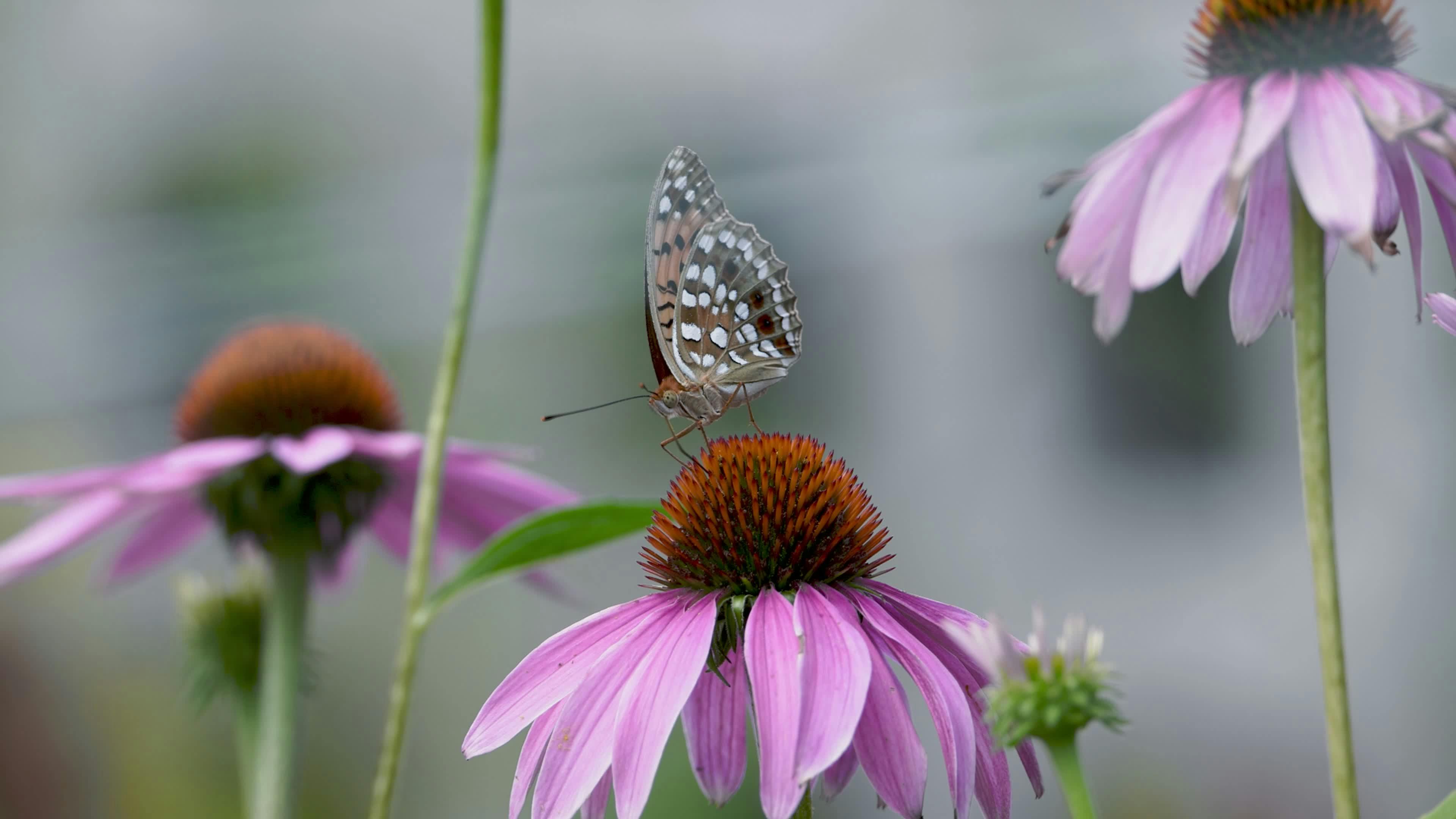 Bull+Mating+Cow+Up+Close Videos, Download The BEST Free 4k Stock Video ...