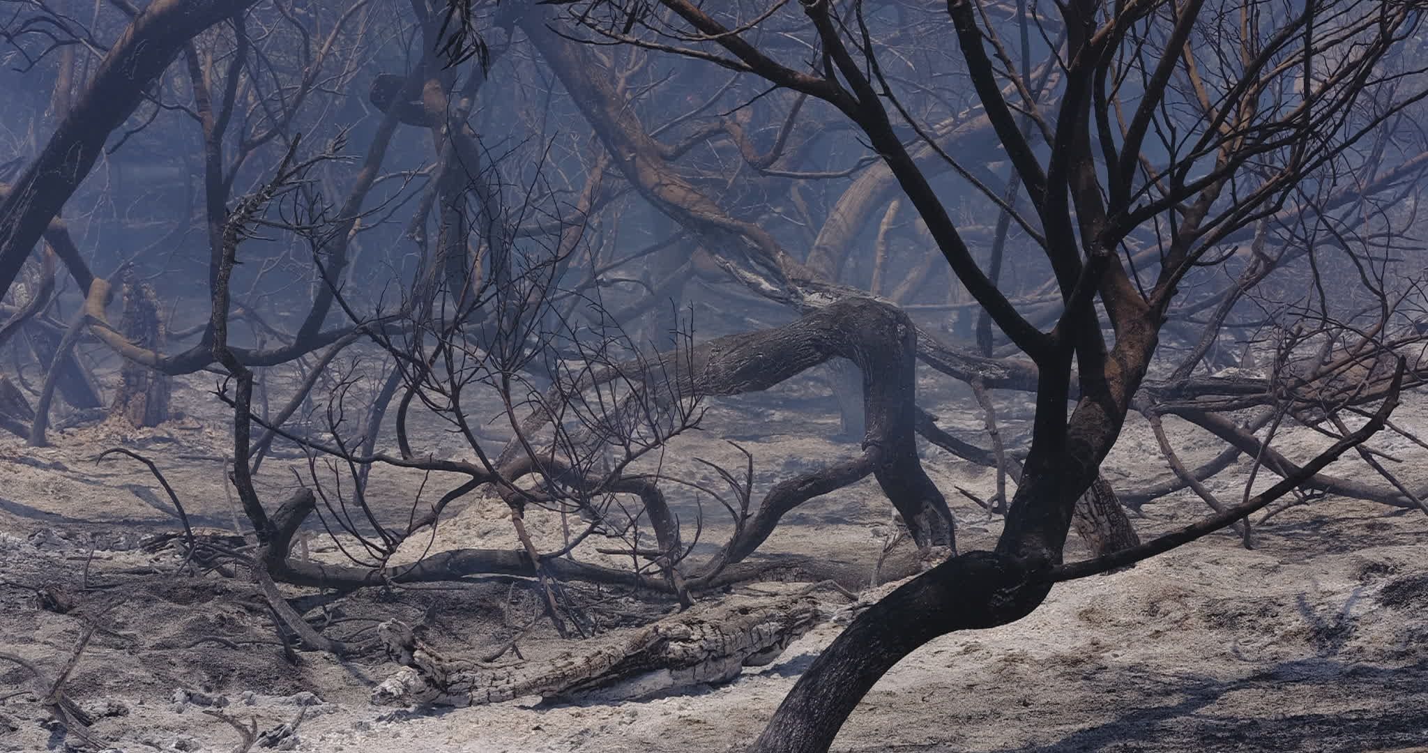 Devastated Burnt Forest After Wildfire Free Stock Video Footage ...
