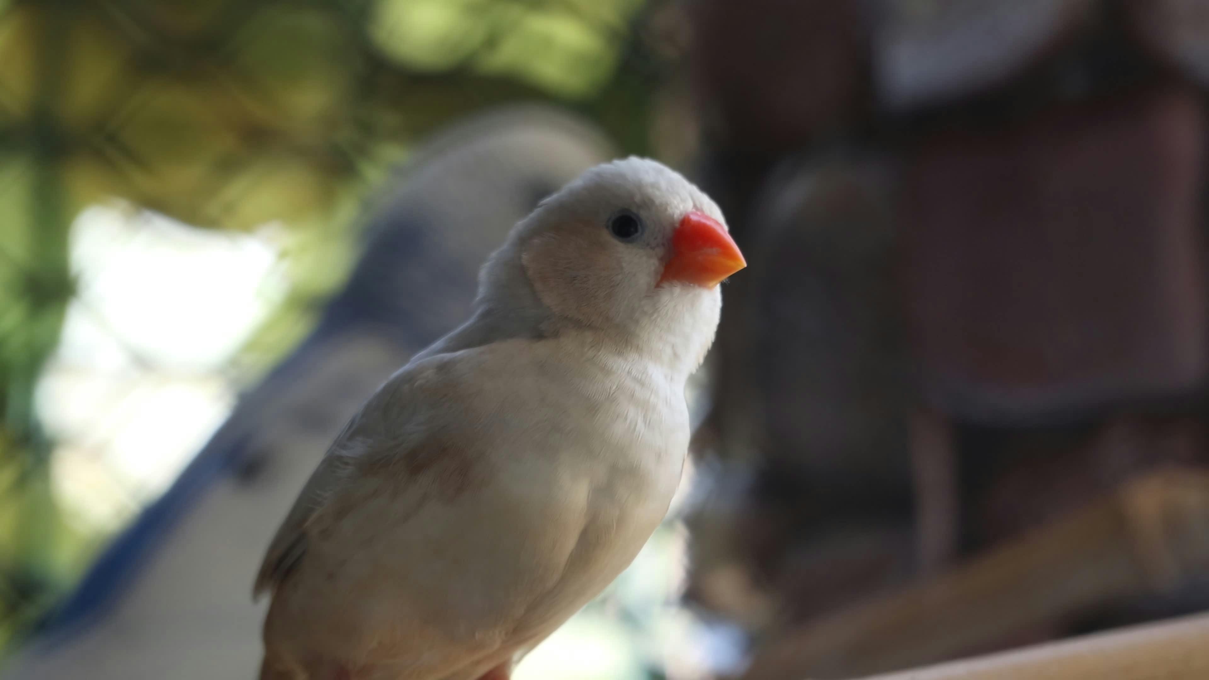 Bird Escaping The Cage Videos, Download The BEST Free 4k Stock Video ...