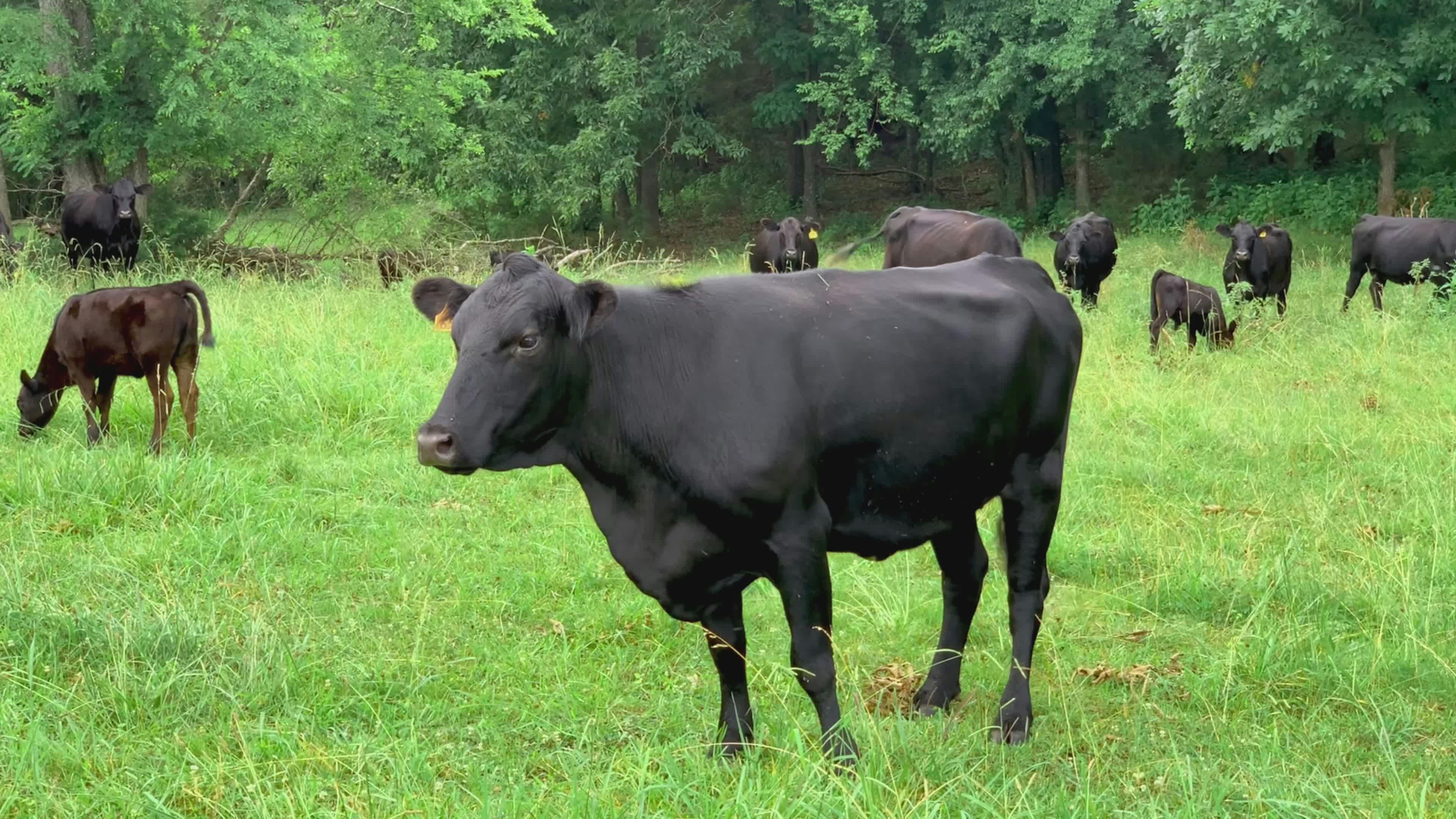 Grass Cows Videos, Download The BEST Free 4k Stock Video Footage ...