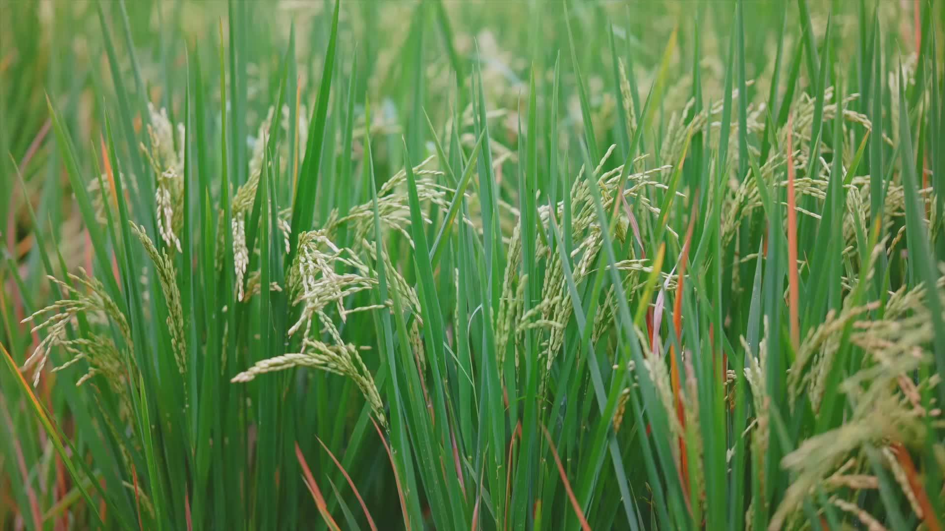 Pules Rice Videos, Download The BEST Free 4k Stock Video Footage ...