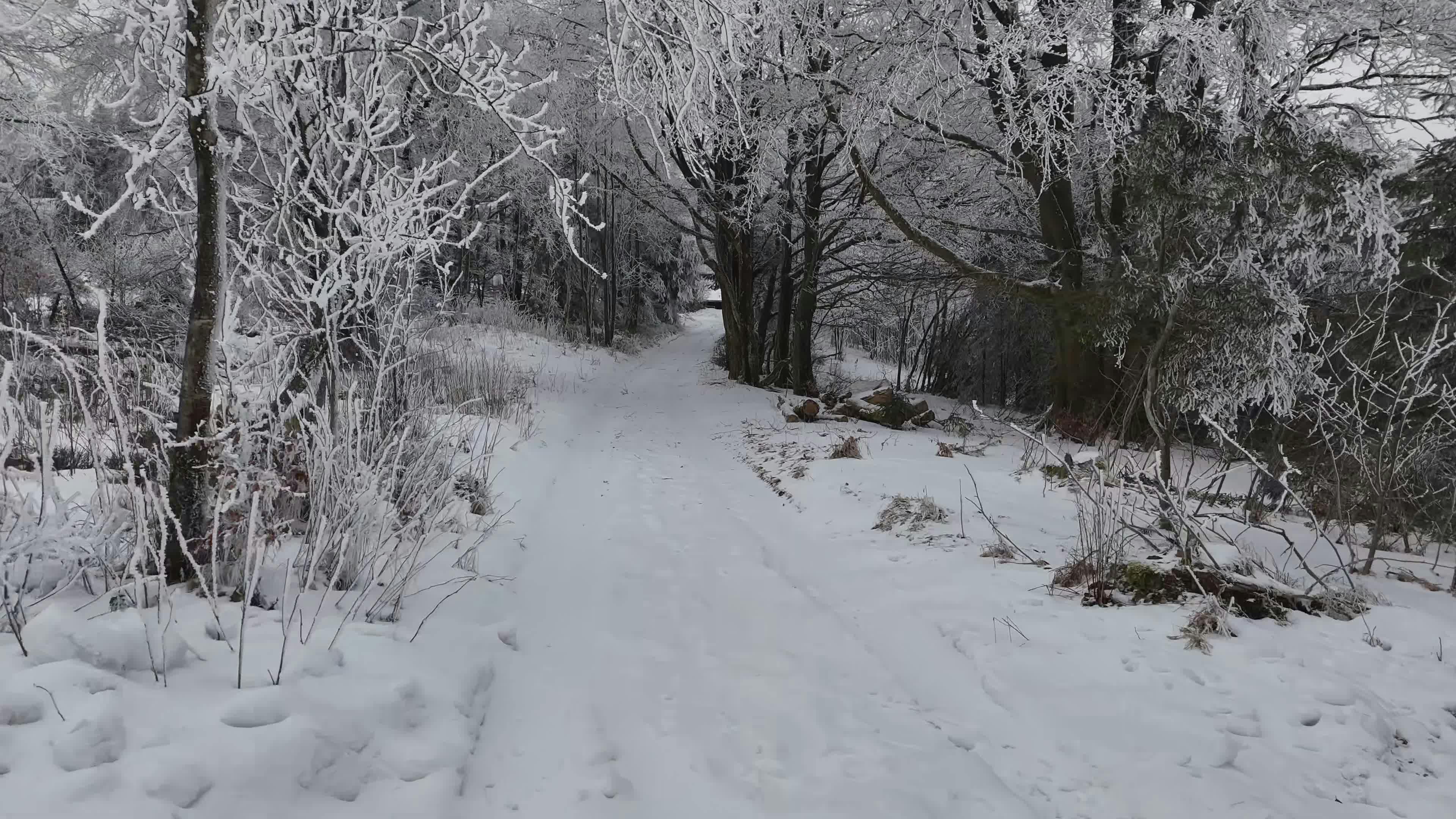 Snowy Forest Pathway in Tranquil Winter Scene Free Stock Video Footage ...
