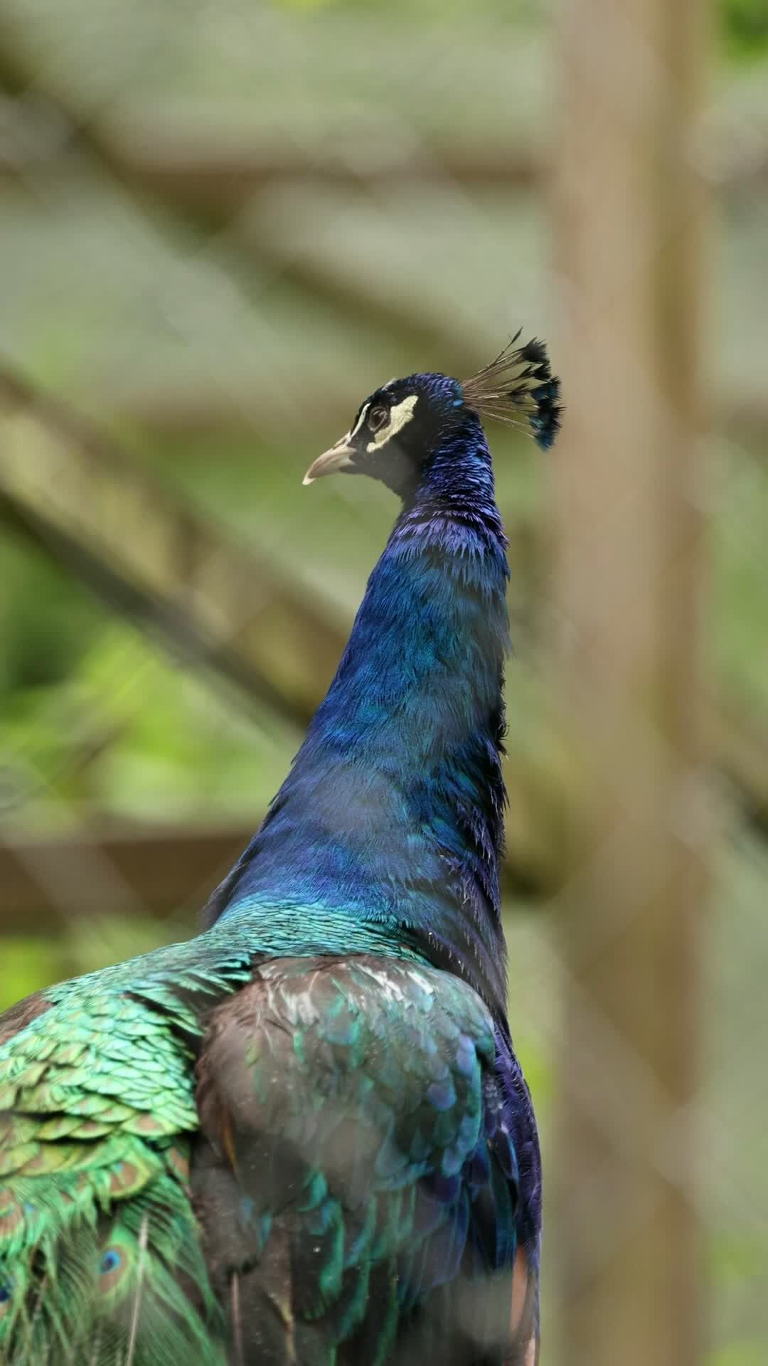 Animal At Zoo Videos, Download The BEST Free 4k Stock Video Footage ...