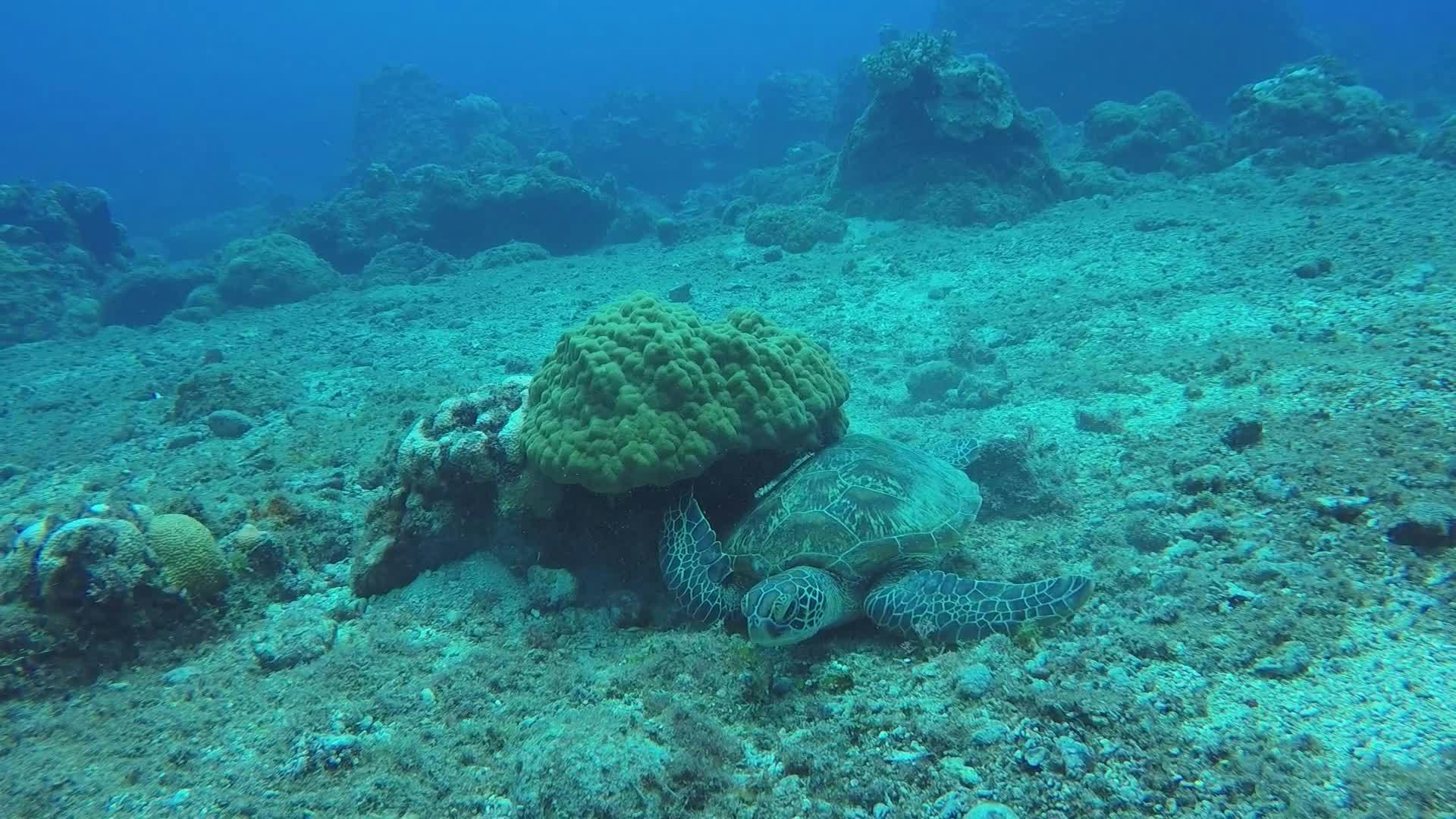 Underwater View of Coral Reef with Sea Turtle Free Stock Video Footage ...