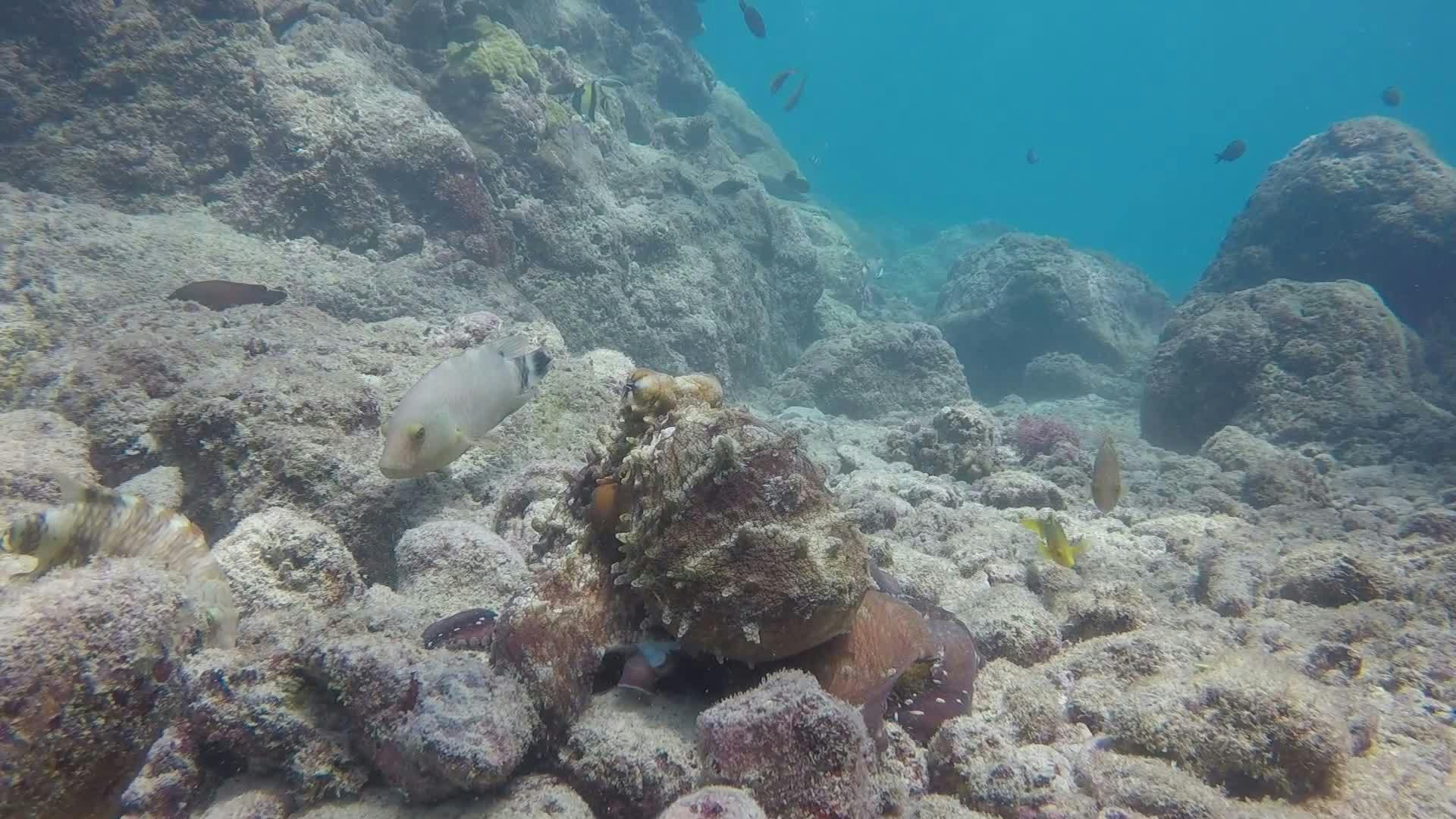 Dwarf Fish Videos, Download The BEST Free 4k Stock Video Footage ...