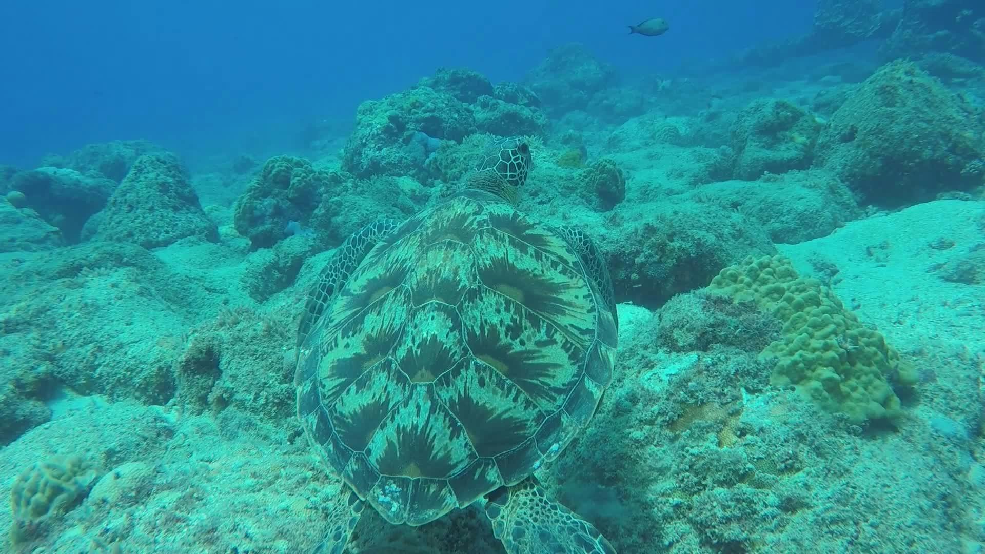 Snorkeling Turtle Videos, Download The BEST Free 4k Stock Video Footage ...