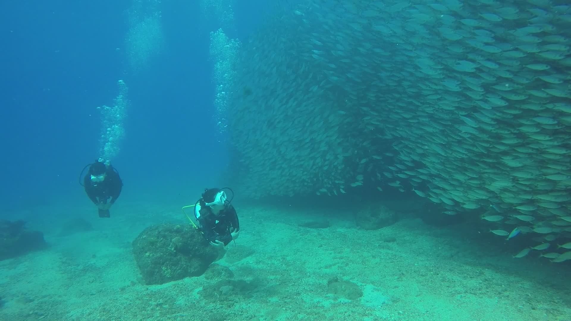 Underwater Scuba Divers with Large Fish School Free Stock Video Footage ...