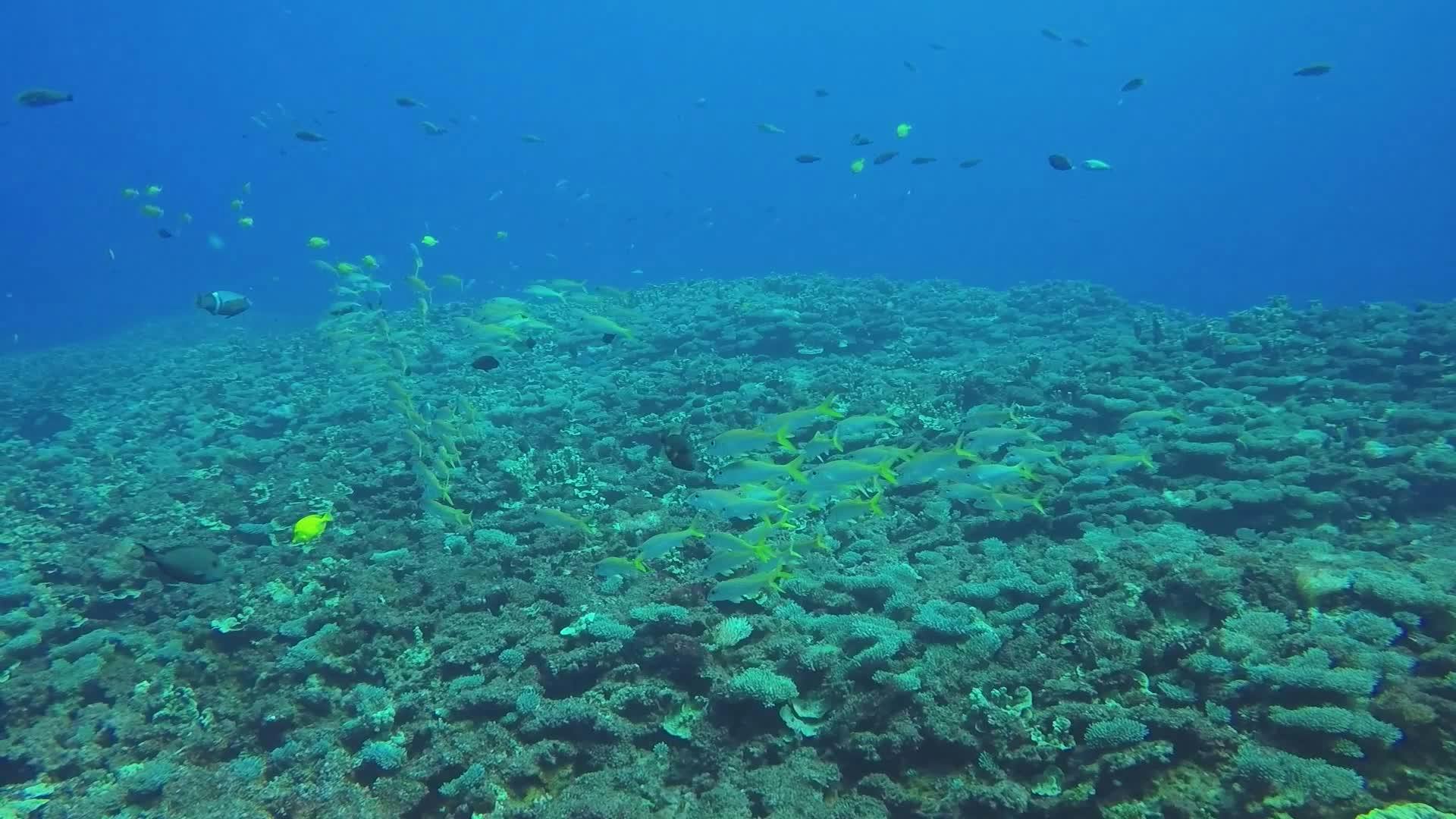 Ocean Fish Videos, Download The BEST Free 4k Stock Video Footage ...