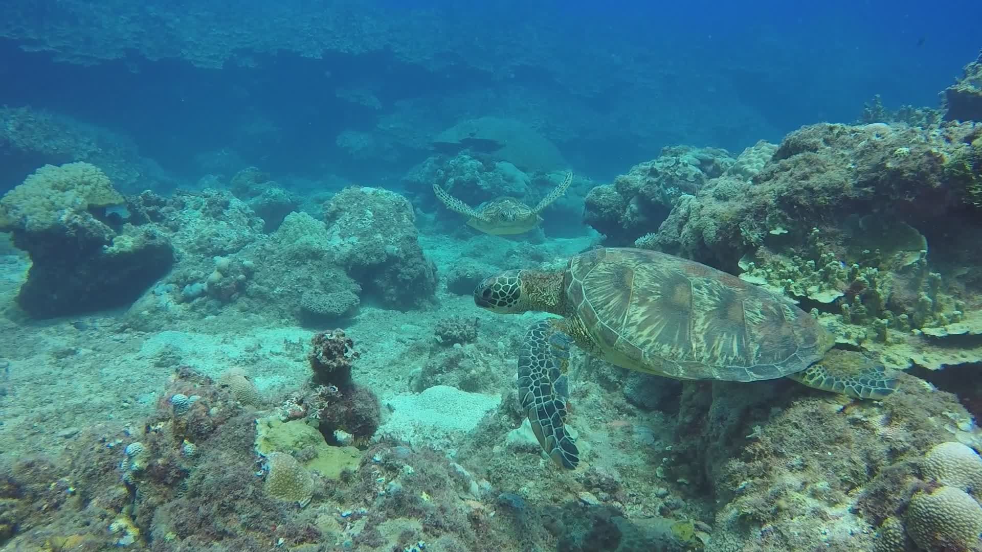 Tortuga Marina Nadando Entre Arrecifes De Coral · Vídeo de stock gratuito