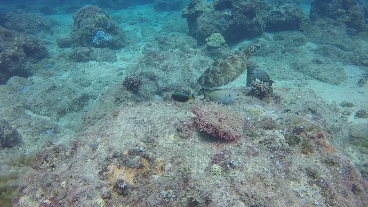 Sea Turtle Videos, Download The BEST Free 4k Stock Video Footage & Sea ...