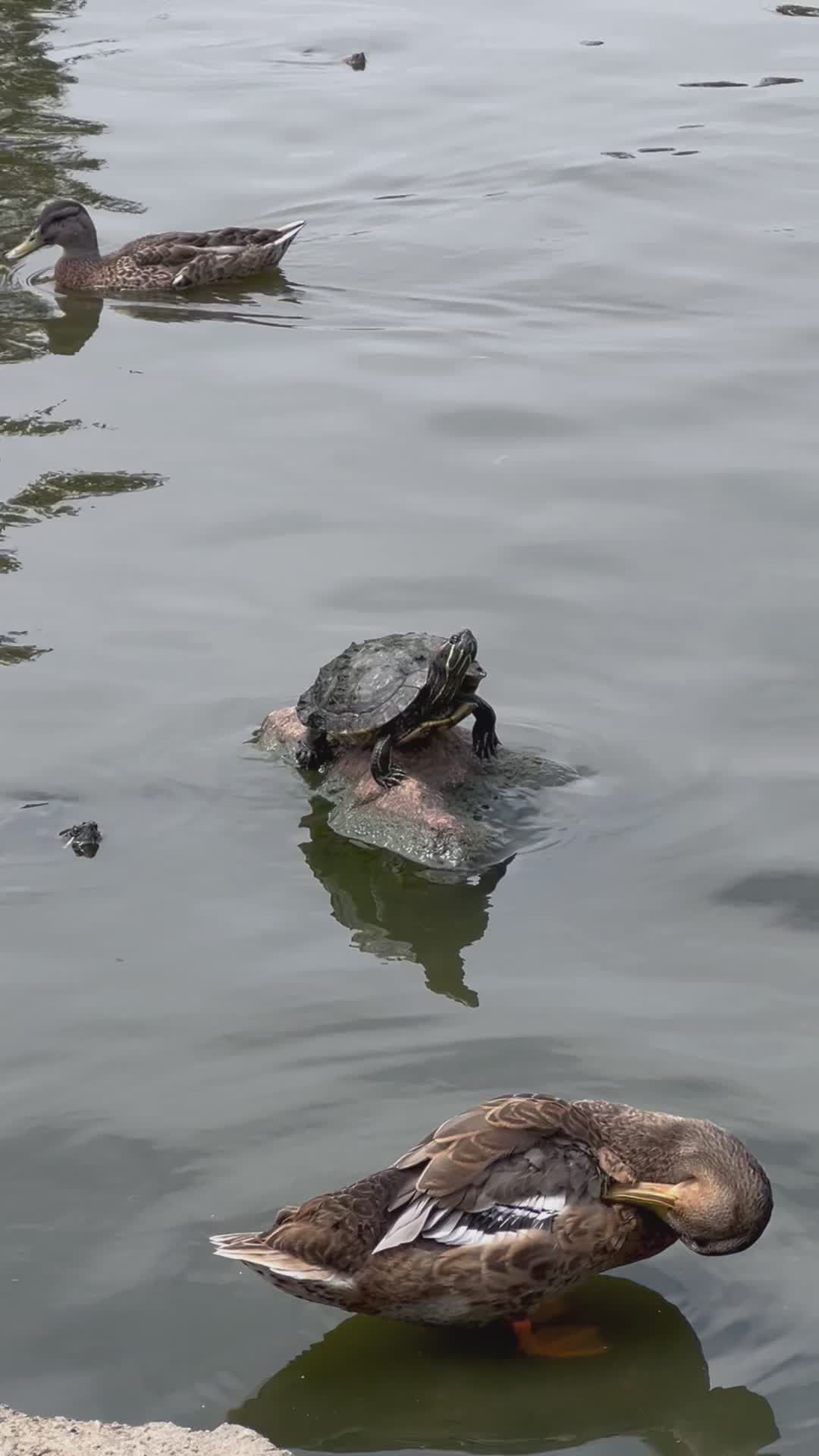 Ducks and Turtle Relaxing in Tranquil Pond Free Stock Video Footage ...