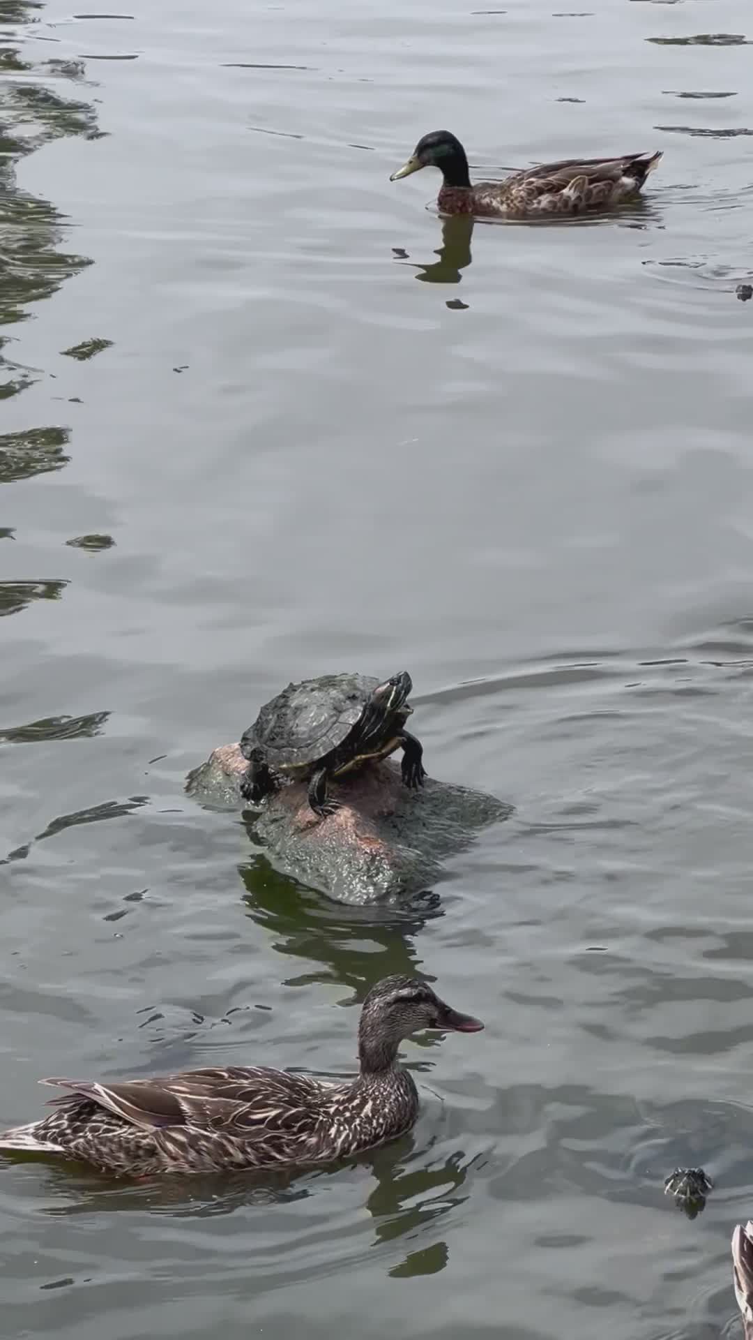 Turtle and Ducks in Serene Pond Setting Free Stock Video Footage ...