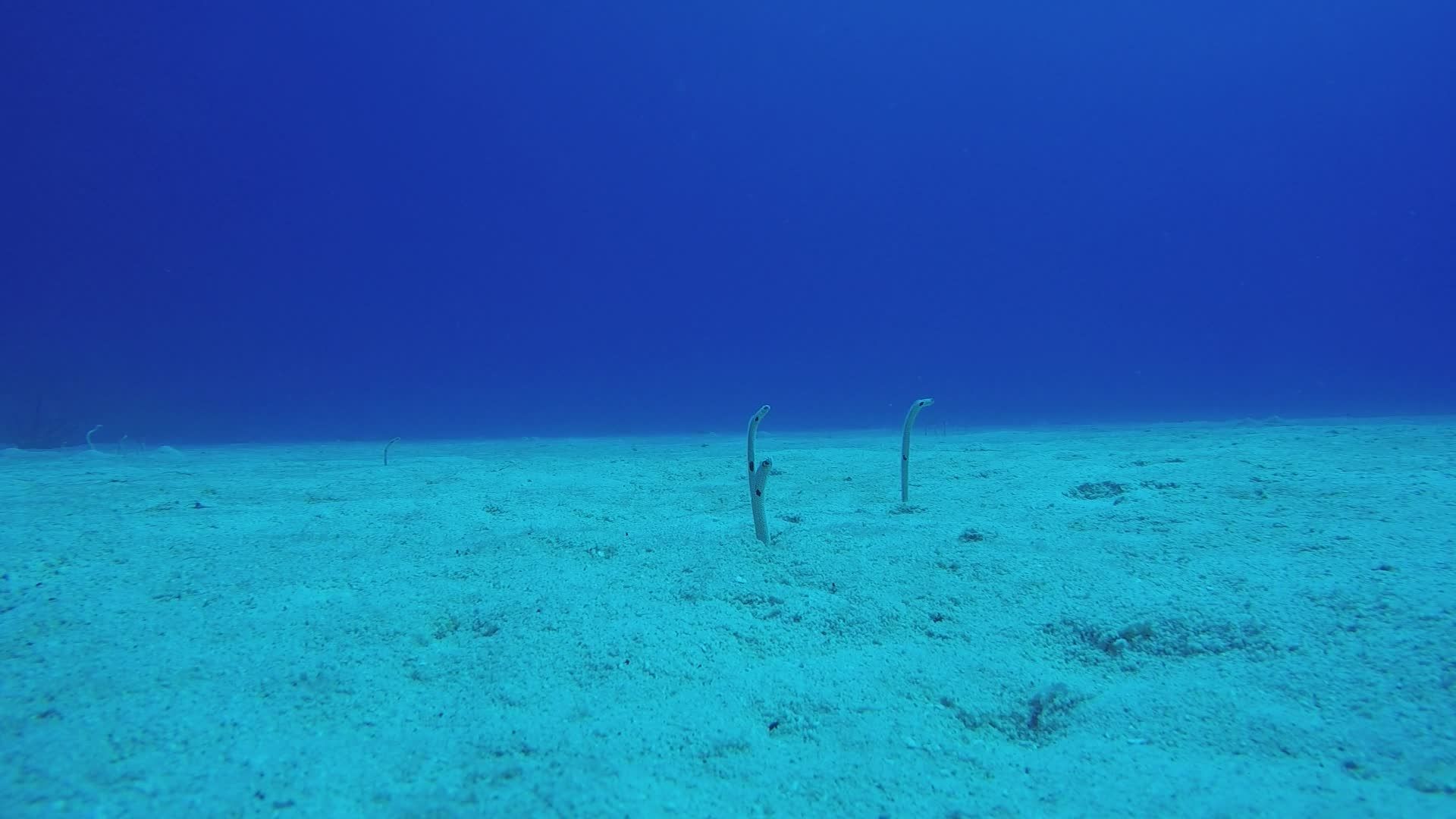 Eel Buck Videos, Download The BEST Free 4k Stock Video Footage & Eel ...