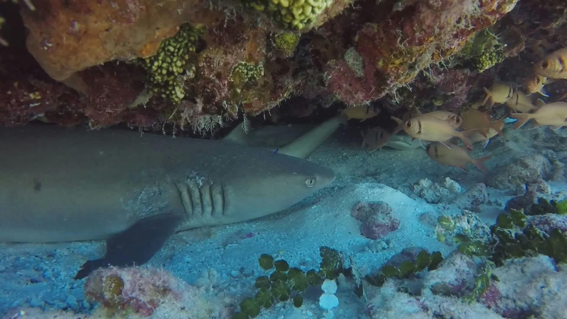 Loan Shark Videos, Download The BEST Free 4k Stock Video Footage & Loan ...