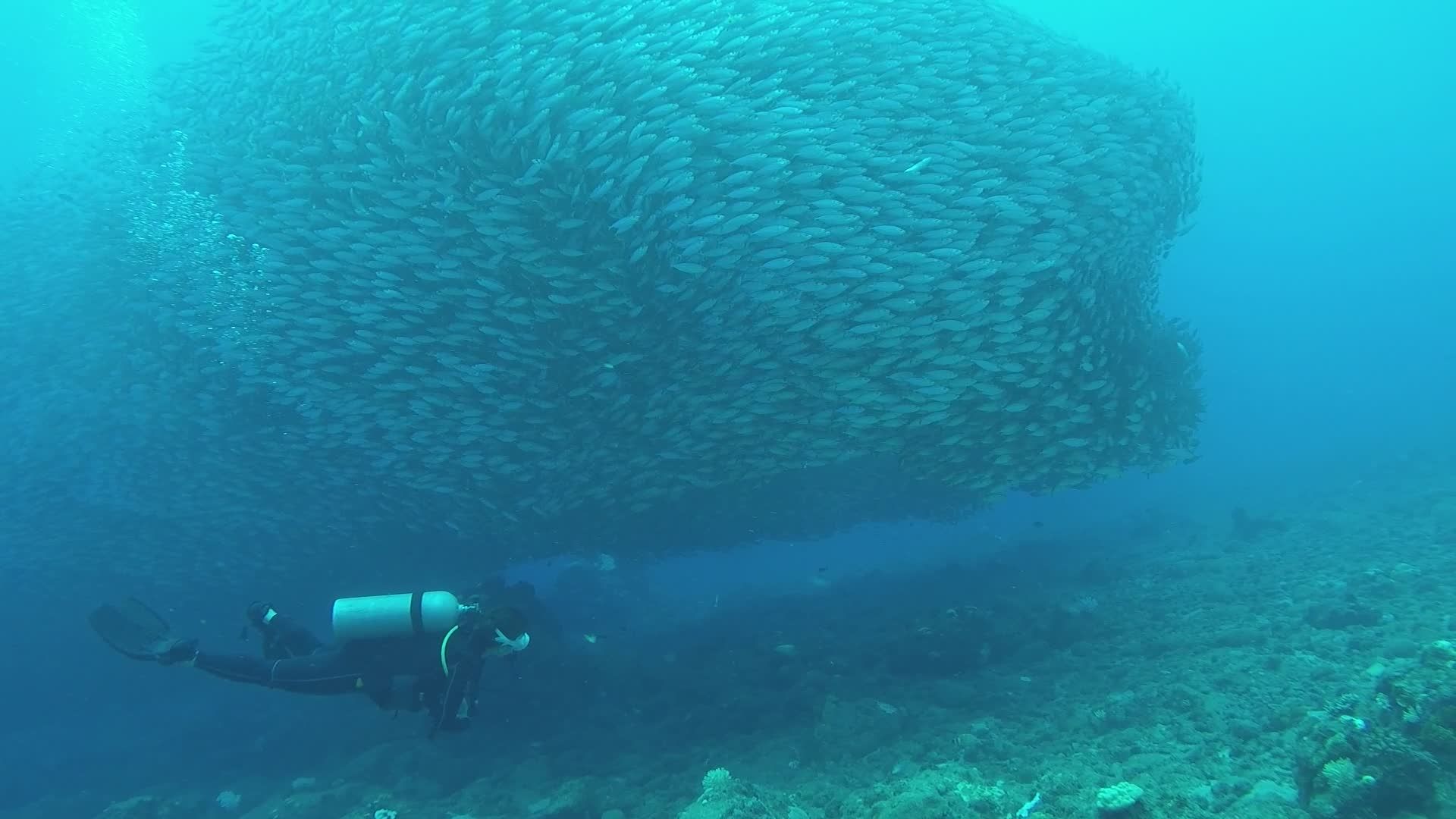Scuba Diver Observes Massive Fish Bait Ball Free Stock Video Footage ...