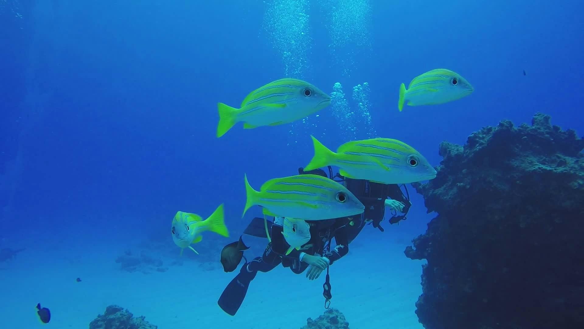 Feraun Egypt Videos, Download The BEST Free 4k Stock Video Footage ...