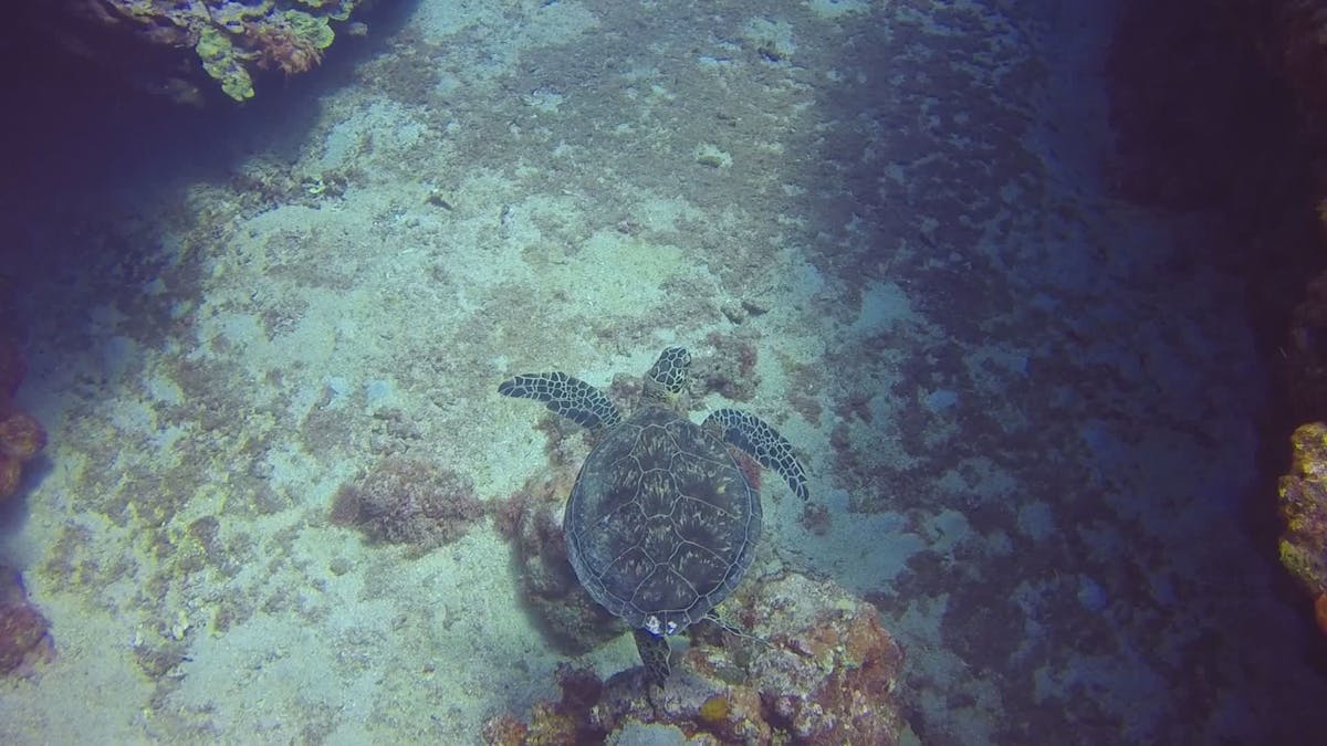 Sea Turtle Videos, Download The BEST Free 4k Stock Video Footage & Sea ...