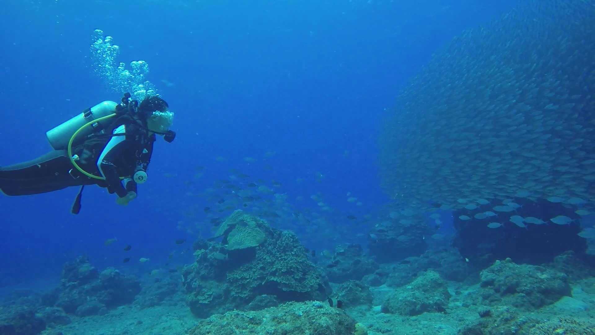 Diver Explores Thriving Coral Reef Ecosystem Free Stock Video Footage ...