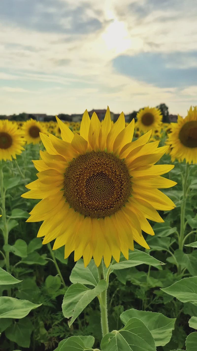 300,000+个最精彩的“按不出吧一天n1按不出吧一天n1不陈按不出吧一天n1按不出吧一天n1不陈吧一天”视频 · 100%免费下载 · ...