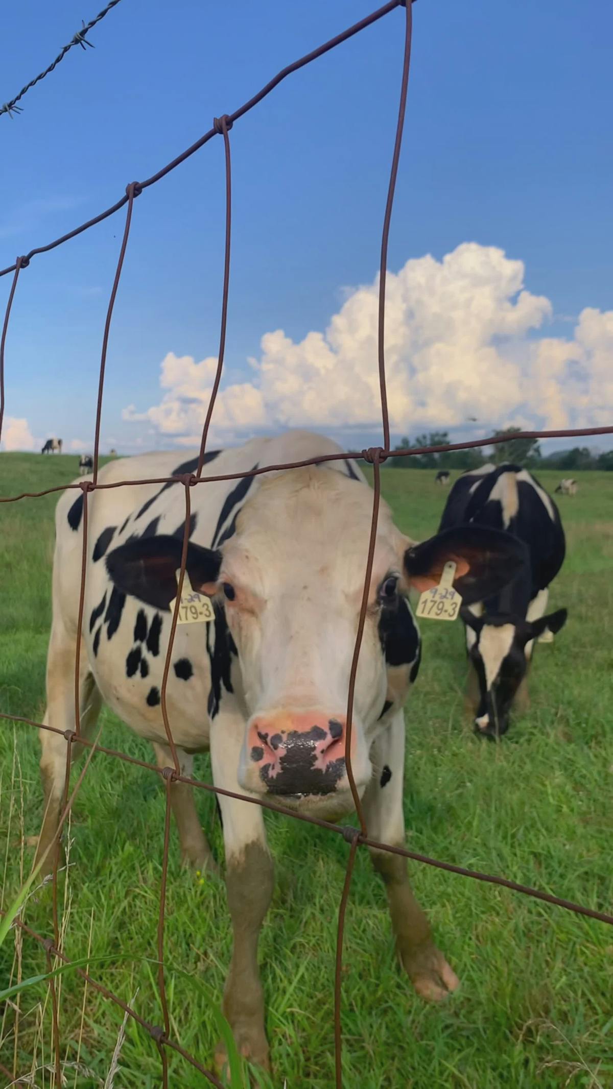 Black+Twerk+Compilation Videos, Download The BEST Free 4k Stock Video ...