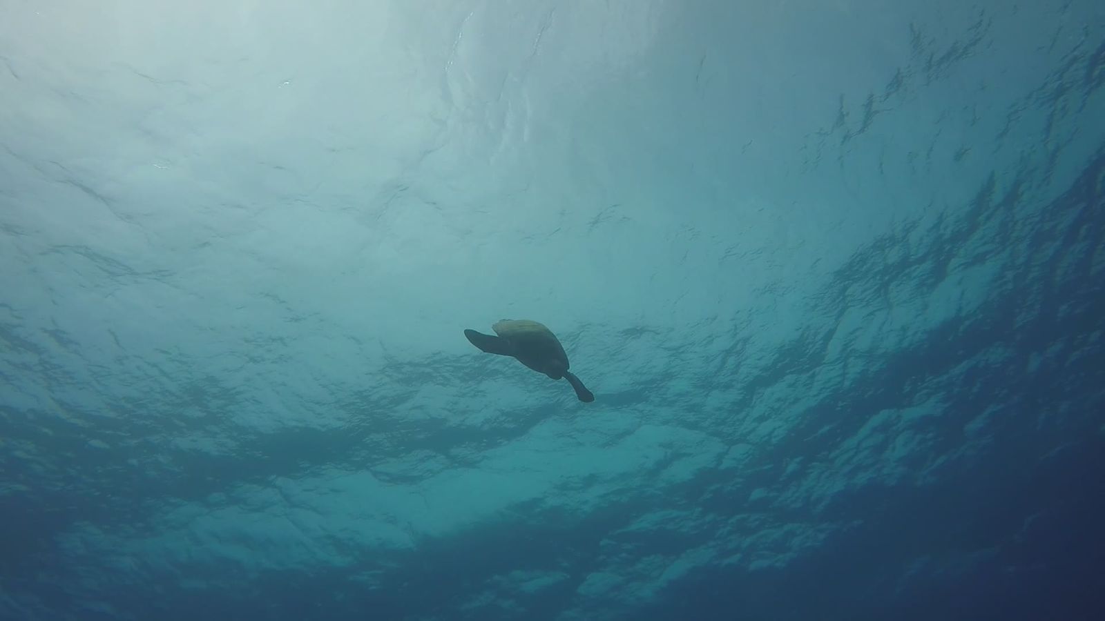 Sea Turtle Videos, Download The BEST Free 4k Stock Video Footage & Sea ...