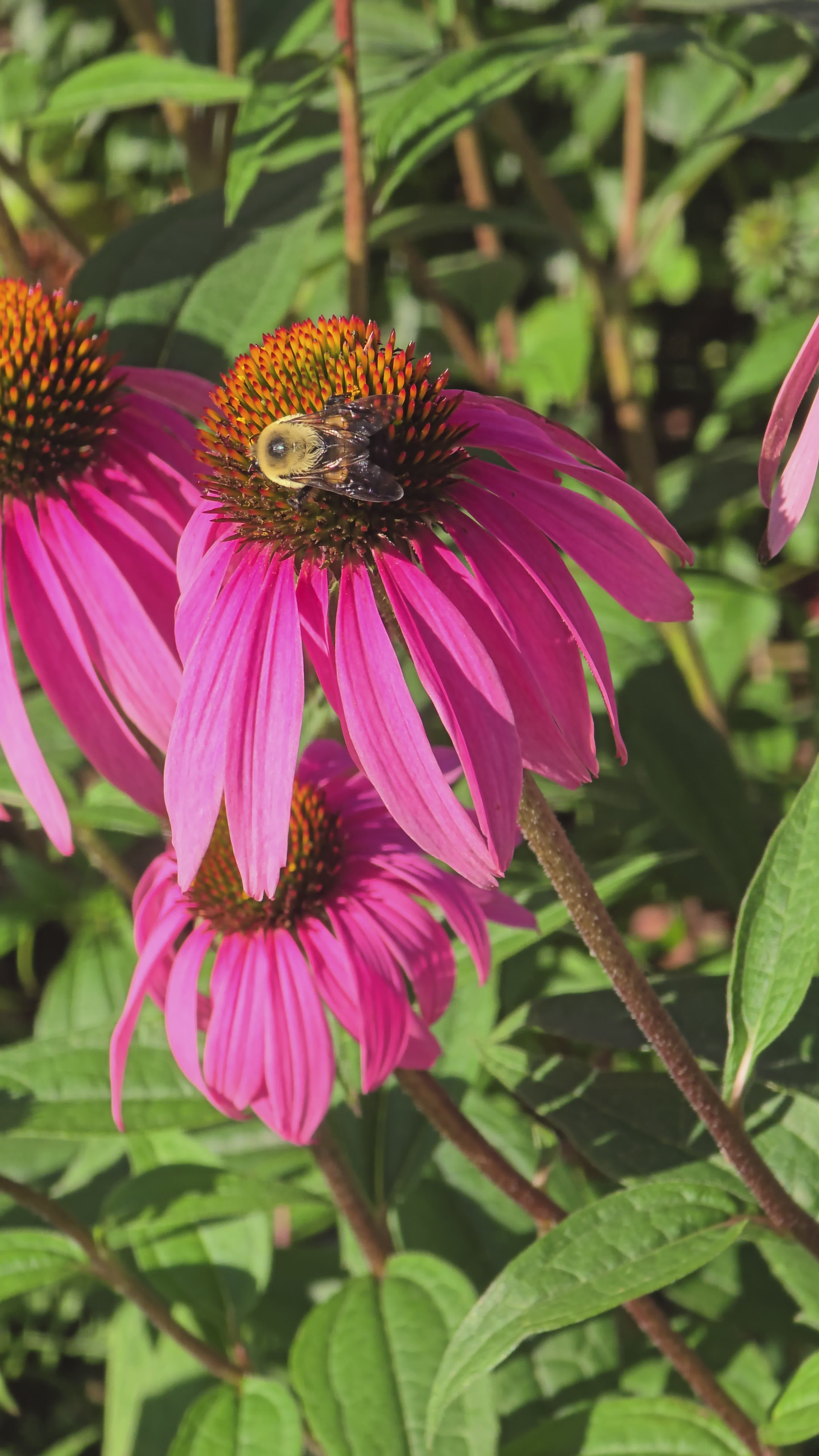 Simul Flower Background Videos, Download The BEST Free 4k Stock Video ...