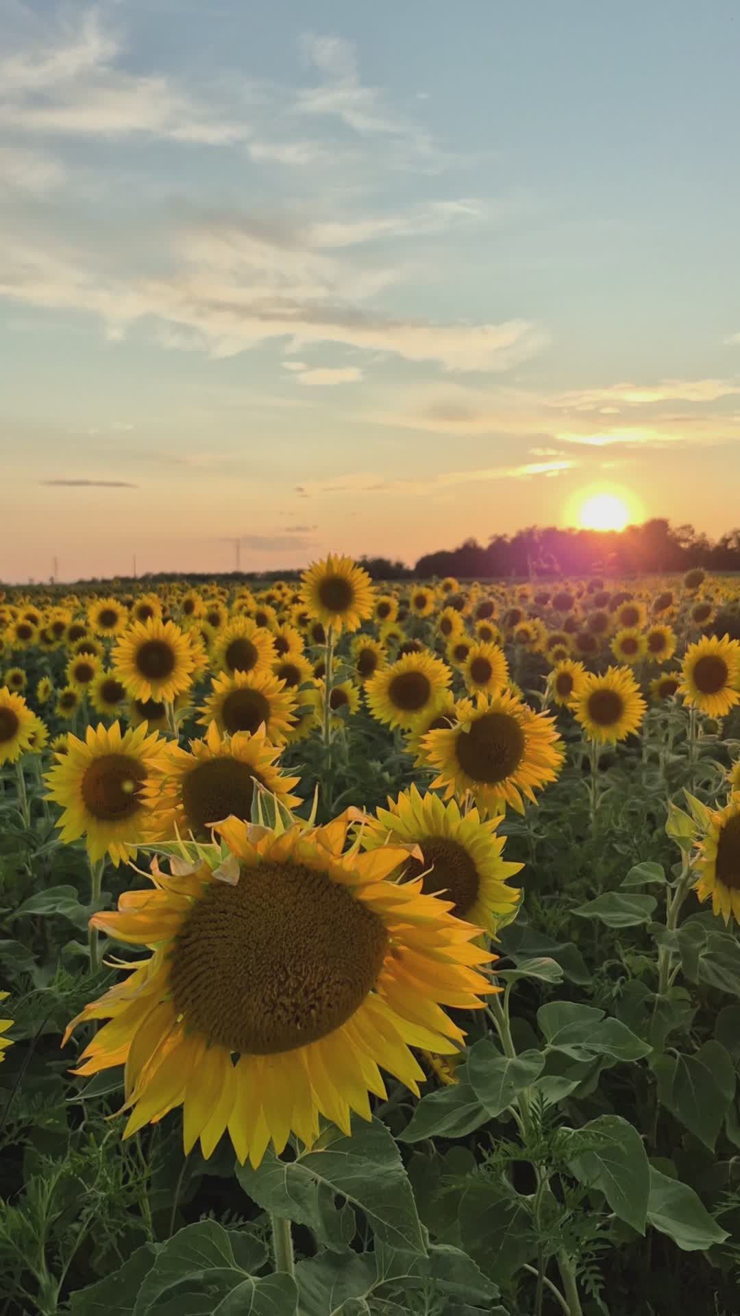 Summertime Sky Videos, Download The BEST Free 4k Stock Video Footage ...